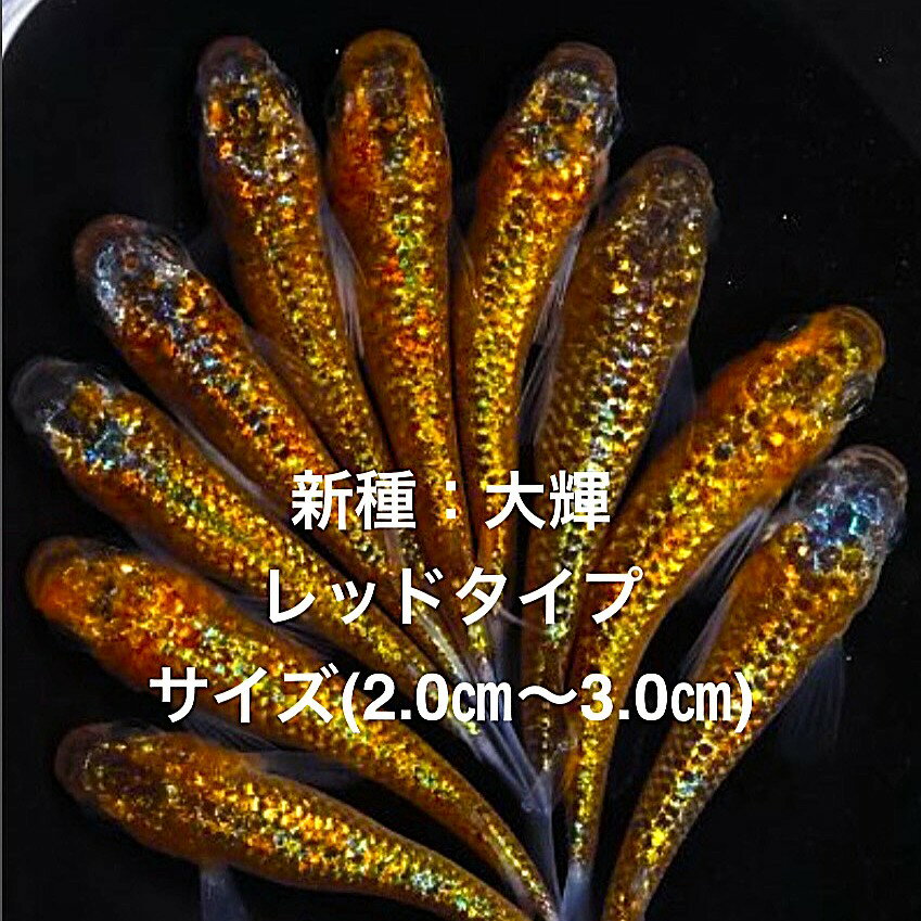 ●今年ラスト出荷●新品種●最新世代★新系統★極上個体★レッド系★種親クラス★雌雄無選別★ランダム★【新品種：大輝レッド】サイズML(2,0cm〜3,5cm)・10匹セット。・在庫がなくなり次第終了致します。●※スマホでご覧の方は画像左下の動...