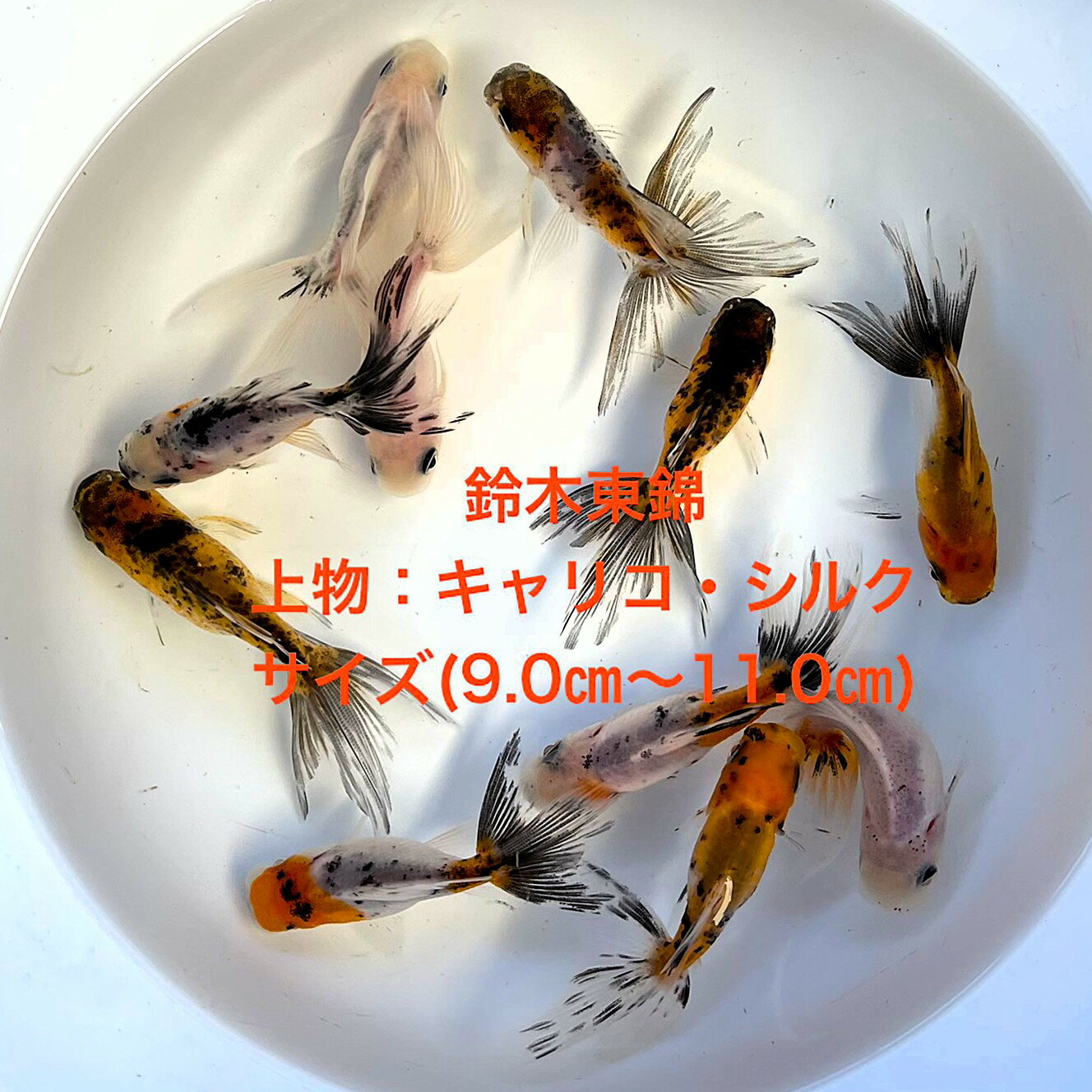 ●鈴木東錦キャリコ：シルクタイプ★初出荷★2種類★2歳魚★特撰●現物出荷★三つ尾★雌雄無選別★【画像の中より：5匹セット】サイズ(7.0m～8.5cm) ・在庫がなくなり次第終了致します。●※スマホでご覧の方は画像左下の動画をタッチしてくだ...