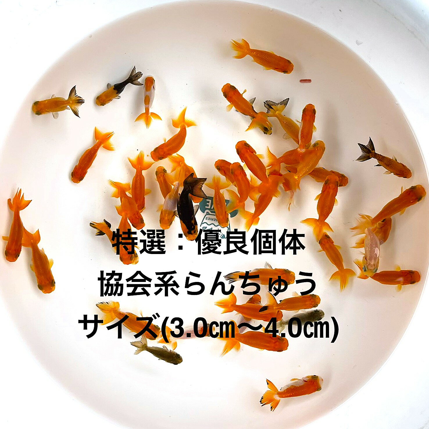 ★特撰★優良個体★ランダム★当歳魚●現物出荷★特上★4つ尾★【特上：協会系らんちゅう】サイズ(3cm～4cm)・画像の中より10匹セット。在庫がなくなり次第終了致します。●※スマホでご覧の方は画像左下の動画をタッチしてください画像の動画が見...