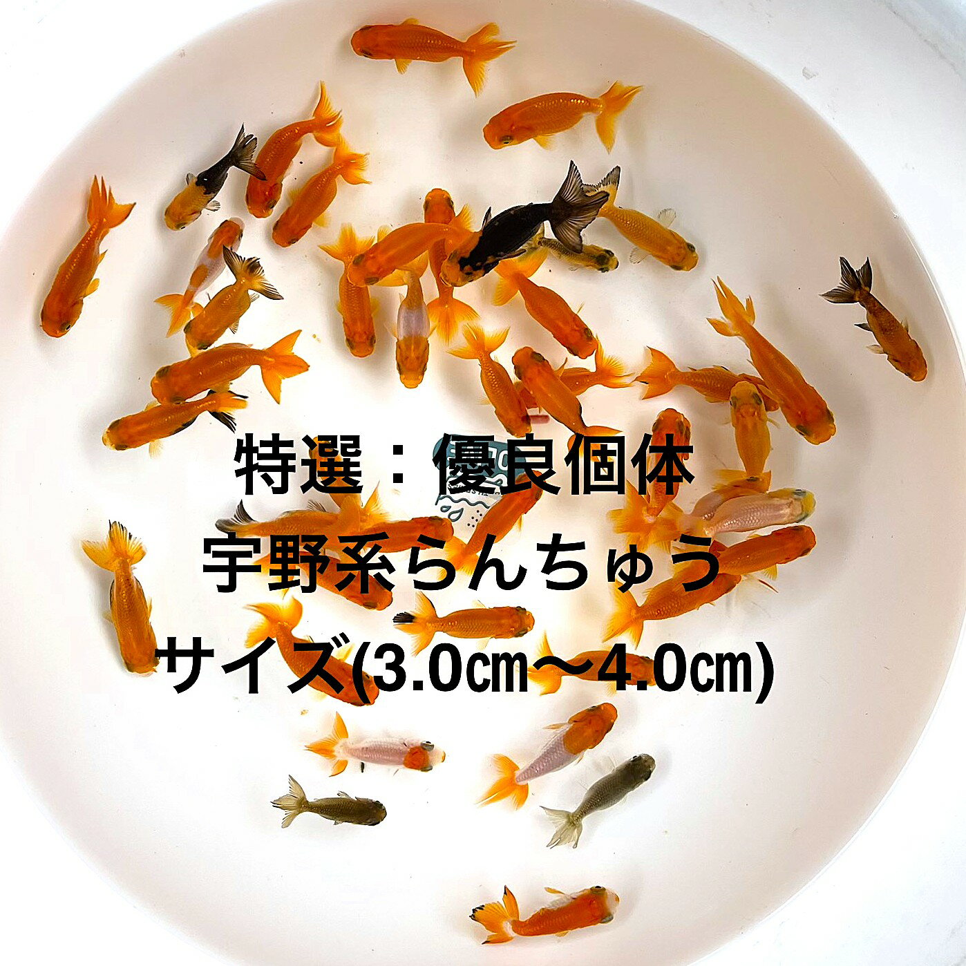 ★特撰★優良個体★ランダム★当歳魚●現物出荷★特上★4つ尾★【特上：宇野系らんちゅう】サイズ(3cm～4cm)・画像の中より510匹セット。在庫がなくなり次第終了致します。●※スマホでご覧の方は画像左下の動画をタッチしてください画像の動画が...