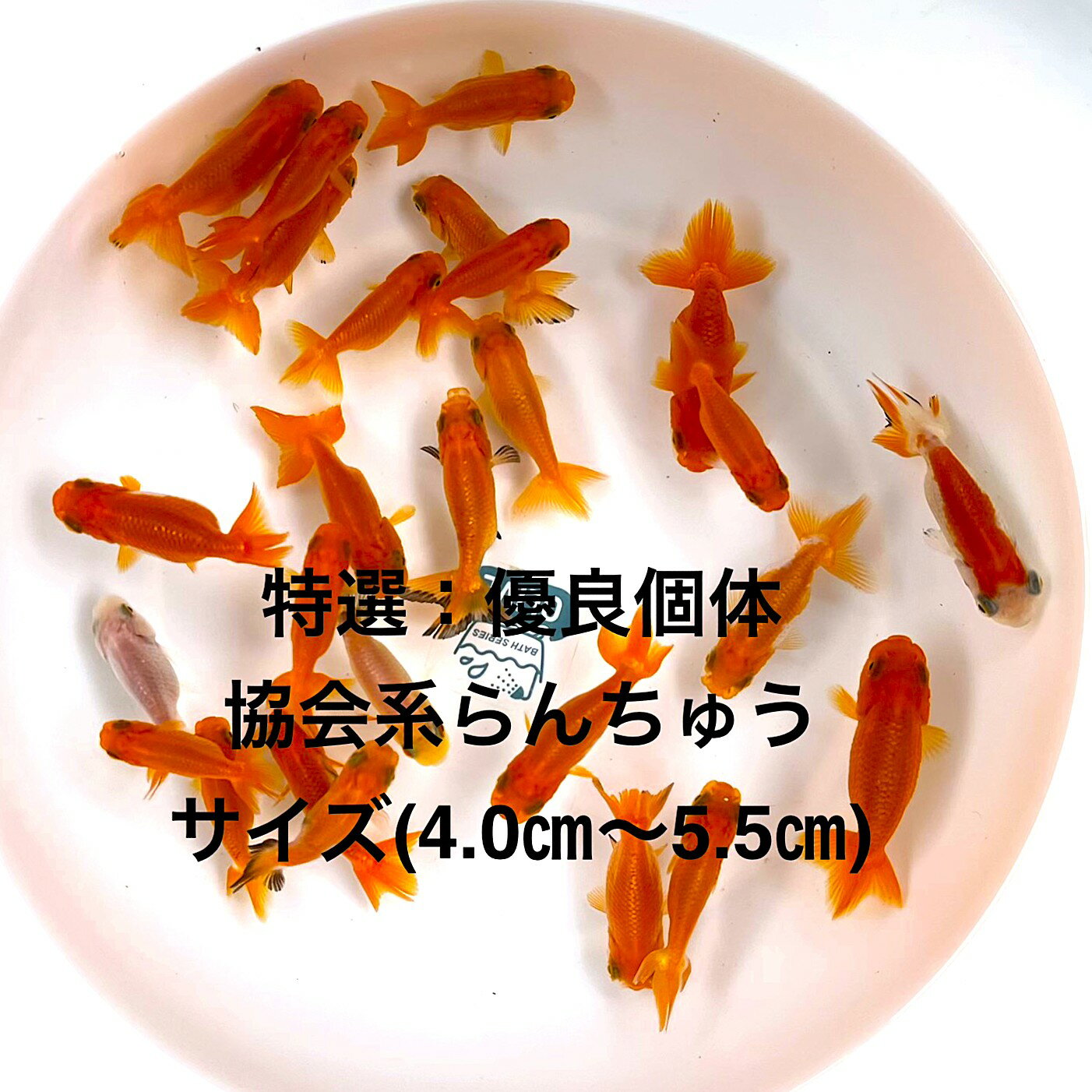 ★特撰★優良個体★ランダム★当歳魚●現物出荷★特上★4つ尾★【特上：協会系らんちゅう】サイズ(4cm～5cm)・画像の中より5匹セット。在庫がなくなり次第終了致します。●※スマホでご覧の方は画像左下の動画をタッチしてください画像の動画が見ら...