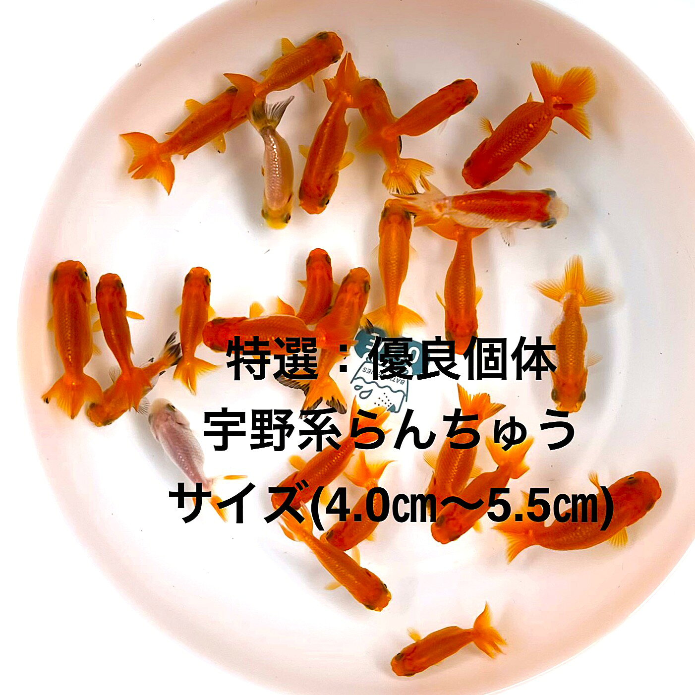 ★特撰★優良個体★ランダム★当歳魚●現物出荷★特上★4つ尾★【特上：宇野系らんちゅう】サイズ(4cm～5cm)・画像の中より5匹セット。在庫がなくなり次第終了致します。●※スマホでご覧の方は画像左下の動画をタッチしてください画像の動画が見ら...