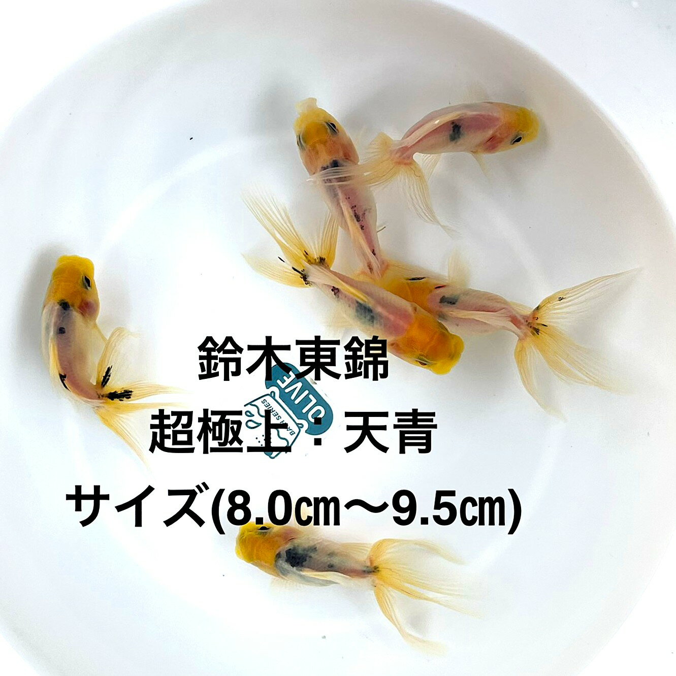 ●※初出荷※●鈴木東錦天青★当歳魚★特撰●現物出荷★三つ尾★雌雄無選別★【画像の中より：3匹セット】サイズ(8.0m～9.5cm) ・在庫がなくなり次第終了致します。●※スマホでご覧の方は画像左下の動画をタッチしてください画像の動画が見られ...