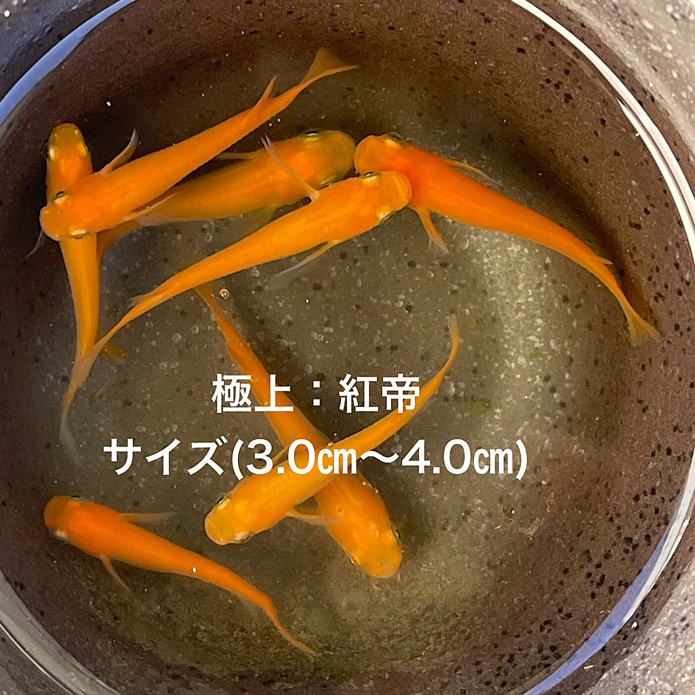 ●高級メダカ●2025年9月生まれ★最新世代★新成魚★新系統★極上★種親クラス★【極上：紅帝】サイズML(3,0cm～4,0cm)・5匹セットで発送致します。在庫が無くなり次第終了致します。●※スマホでご覧の方は画像左下の動画をタッチしてく...