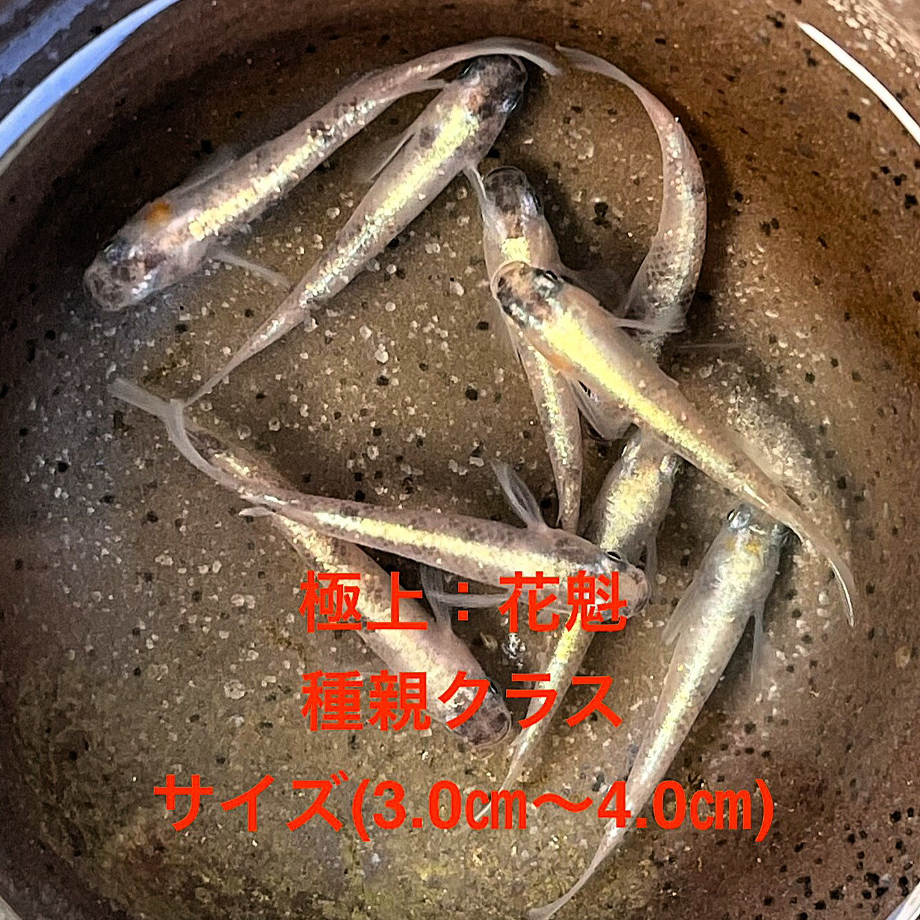 ●高級メダカ●2025年9月生まれ★最新世代★新成魚★新系統★極上★種親クラス★【極上：花魁】サイズML(3,0cm～4,0cm)・5匹セットで発送致します。在庫が無くなり次第終了致します。●※スマホでご覧の方は画像左下の動画をタッチしてく...