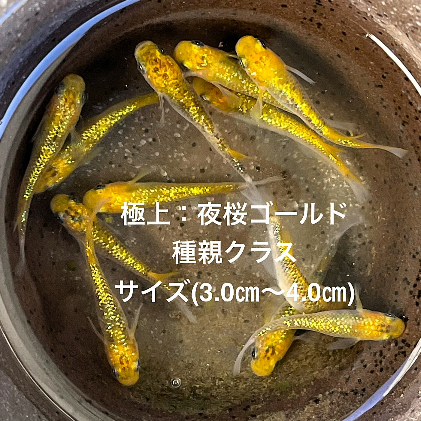 ●高級メダカ●2025年9月生まれ★最新世代★新成魚★新系統★極上★極上ラメ★種親クラス★【極上：夜桜ゴールド】サイズML(3,0cm～4,0cm)・5匹セットで発送致します。在庫が無くなり次第終了致します。●※スマホでご覧の方は画像左下の...