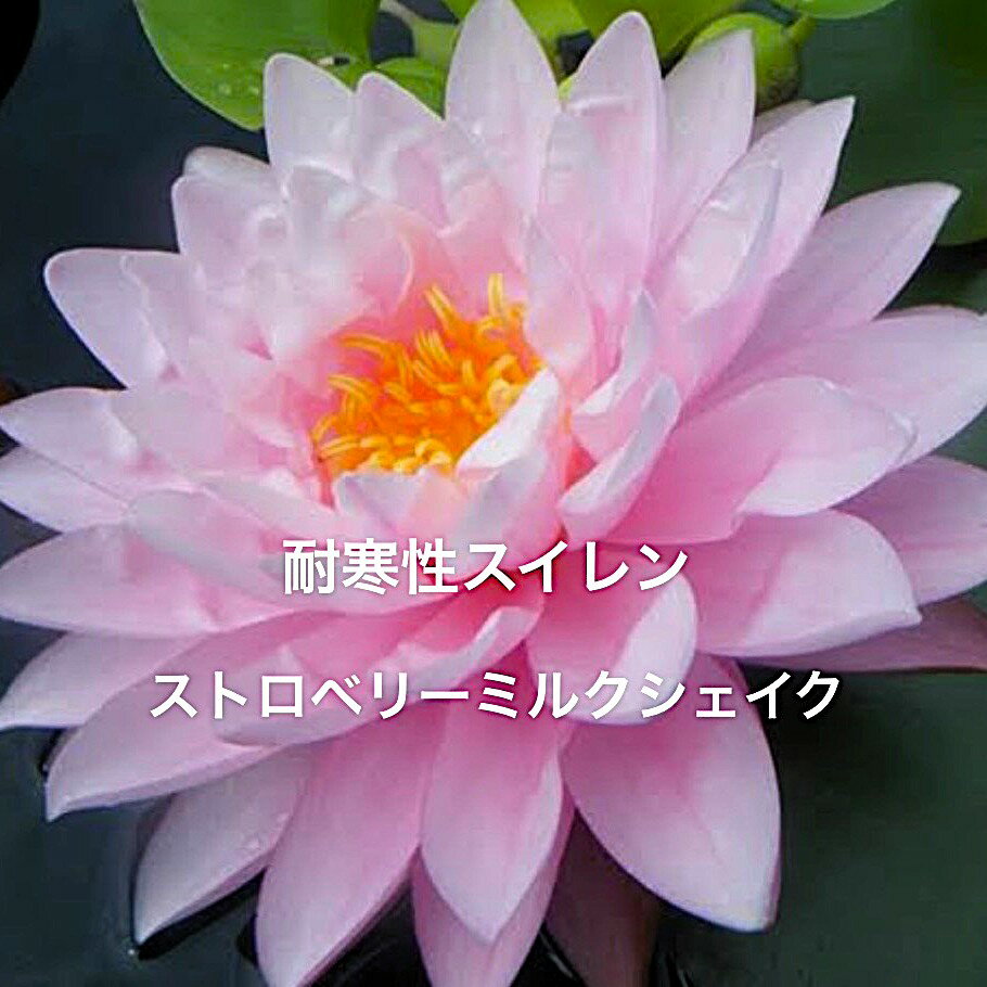 【開花サイズ】初出荷★耐寒性スイレン★休眠株★株分け苗★【ストロベリーミルクシェイク】サイズ(15cm前後)：画像のスイレン ※春から成長をはじめ初夏には開花すると思います。●基本の管理の仕方●用土：赤玉土の小粒もしくは田んぼの土で植え込み...