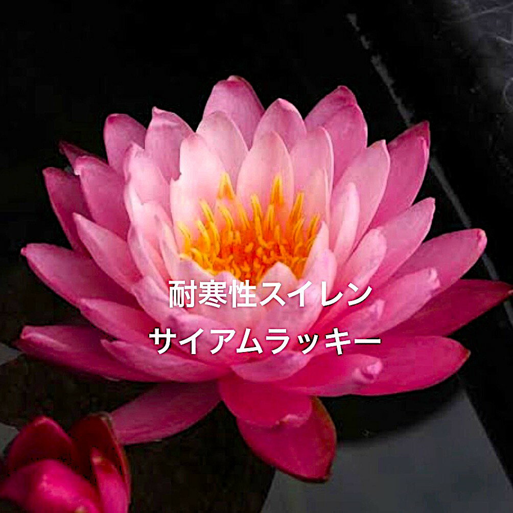 【開花サイズ】初出荷★耐寒性スイレン★休眠株★株分け苗★【サイアムラッキー】サイズ(15cm前後)：画像のスイレン ※春から成長をはじめ初夏には開花すると思います。●基本の管理の仕方●用土：赤玉土の小粒もしくは田んぼの土で植え込みます。よく...