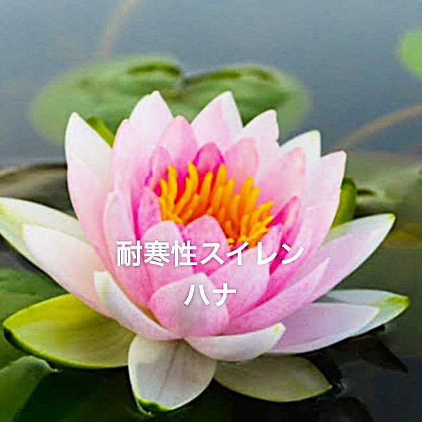 【開花サイズ】初出荷★耐寒性スイレン★休眠株★株分け苗★【ハナ】サイズ(15cm前後)：画像のスイレン ※春から成長をはじめ初夏には開花すると思います。●基本の管理の仕方●用土：赤玉土の小粒もしくは田んぼの土で植え込みます。よく練って植え込...