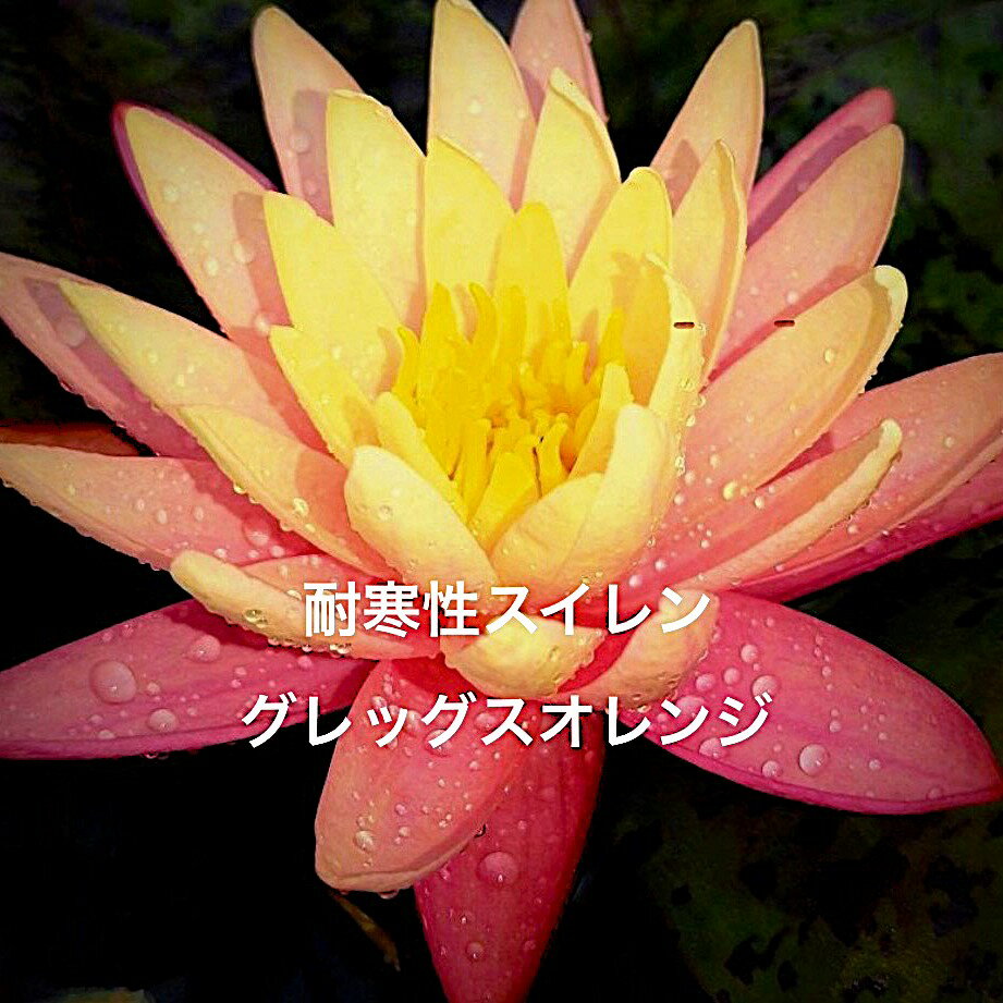 【開花サイズ】初出荷★耐寒性スイレン★休眠株★【グレッグスオレンジ】サイズ(15cm前後)：画像のスイレン ※春から成長をはじめ初夏には開花すると思います。●基本の管理の仕方●用土：赤玉土の小粒もしくは田んぼの土で植え込みます。よく練って植...