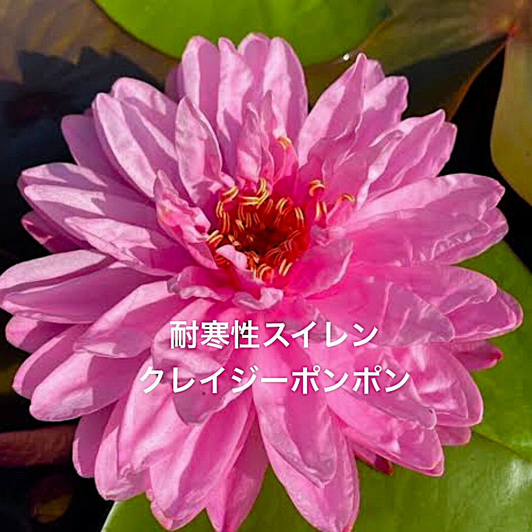 【開花サイズ】初出荷★耐寒性スイレン★休眠株★株分け苗★【クレイジーポンポン】サイズ(15cm前後)：画像のスイレン ※春から成長をはじめ初夏には開花すると思います。●基本の管理の仕方●用土：赤玉土の小粒もしくは田んぼの土で植え込みます。よ...