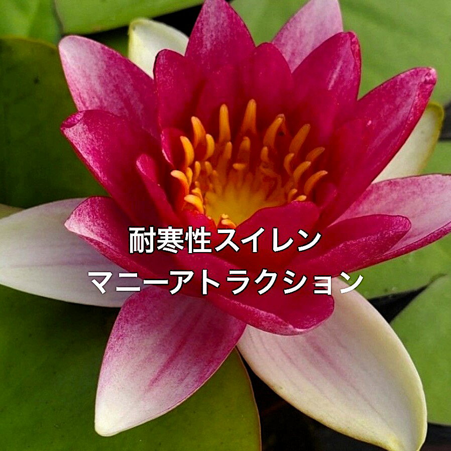 【開花サイズ】初出荷★耐寒性スイレン★休眠株★株分け苗★【マニーアトラクション】サイズ(15cm前後)：画像のスイレン ※春から成長をはじめ初夏には開花すると思います。●基本の管理の仕方●用土：赤玉土の小粒もしくは田んぼの土で植え込みます。...