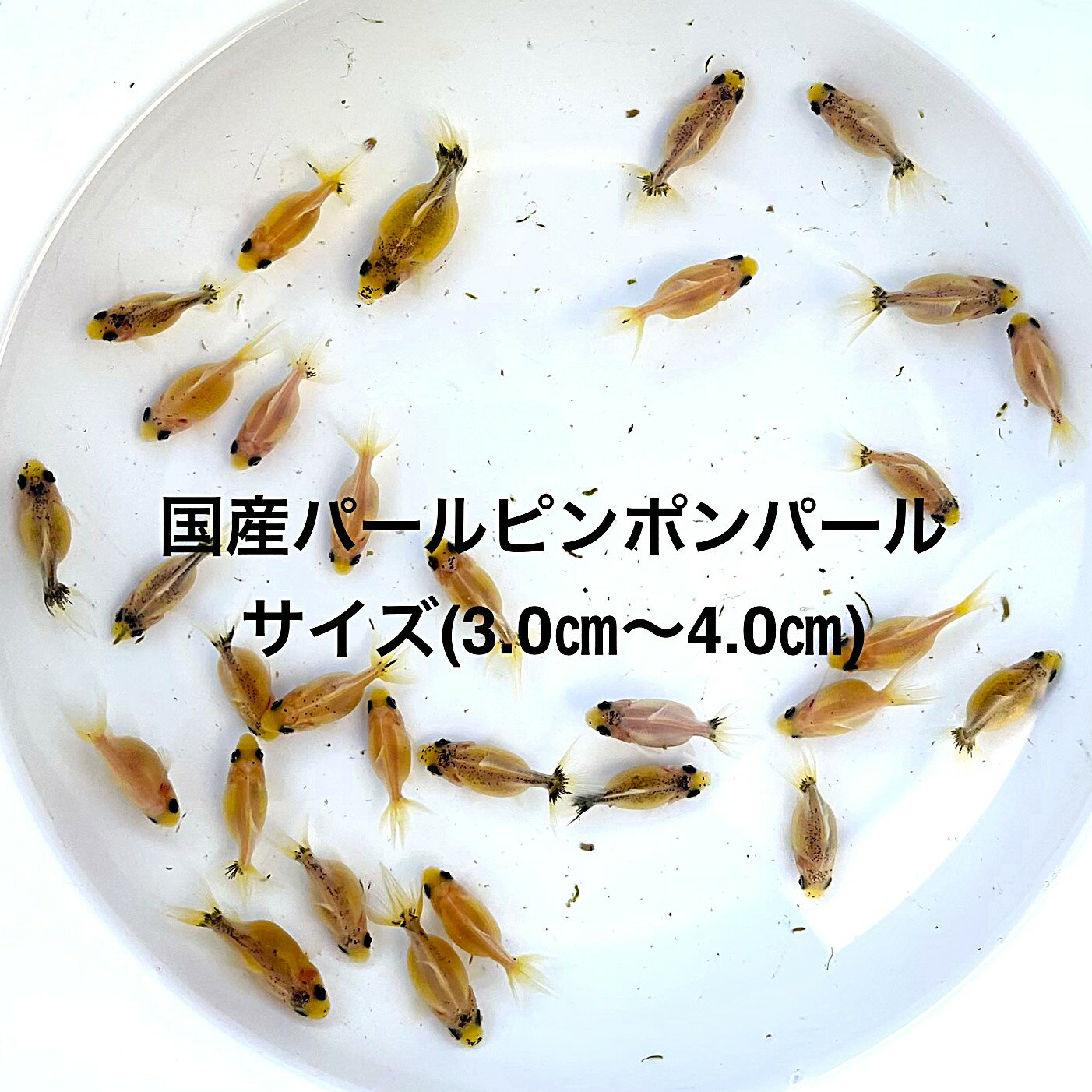 ※●初出荷●※★国産ピンポンパール★新仔★当歳魚●現物出荷★優良個体★ランダム★【パールピンポンパール】安心サイズ(3.0cm～4.0cm) ・画像の中から10匹セット。在庫がなくなり次第終了致します。●※スマホでご覧の方は画像左下の動画を...