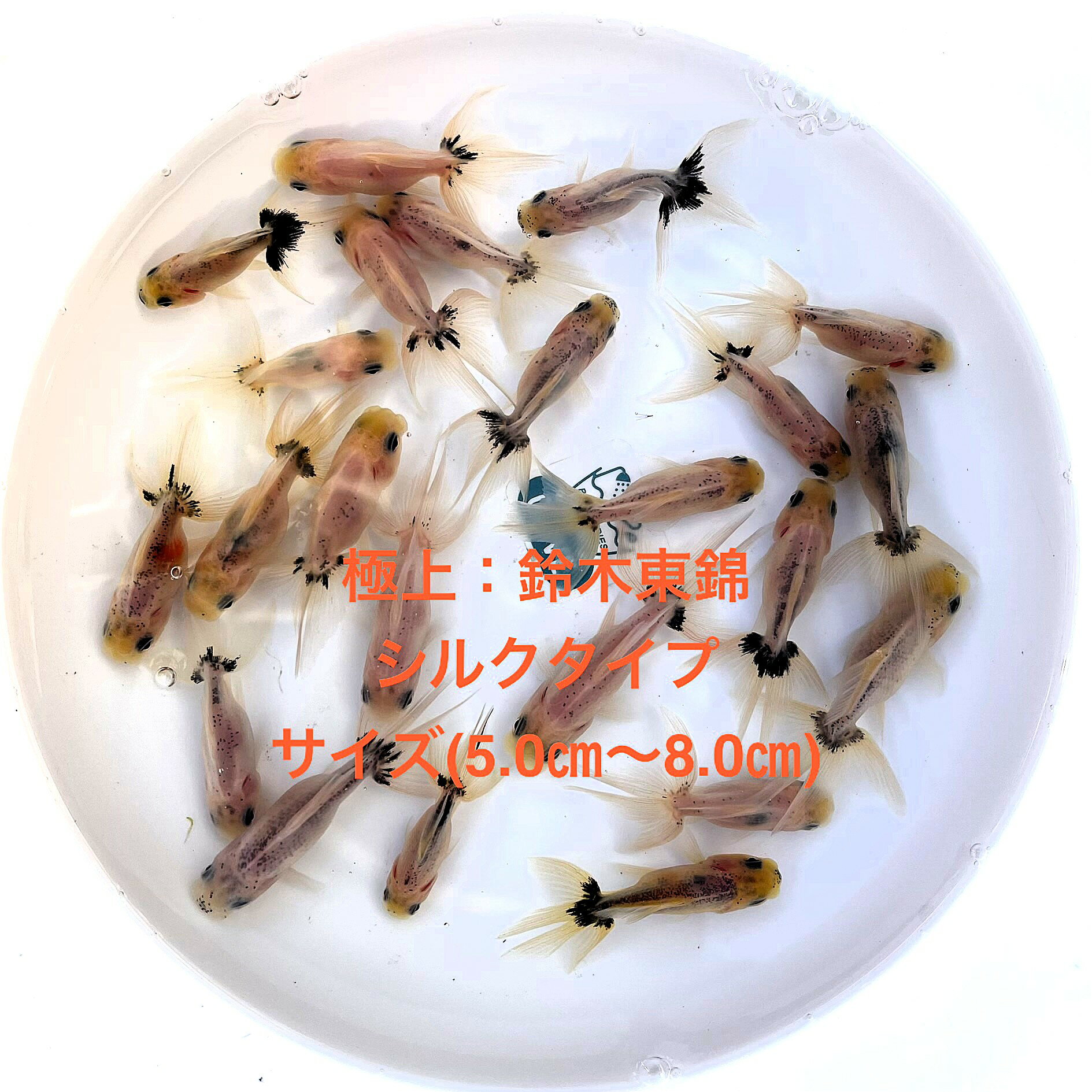 ●鈴木東錦ホワイトタイプ★初出荷★シルク★当歳魚★特撰●現物出荷★四つ尾・三つ尾★雌雄無選別★【画像の中より：3匹セット】サイズ(5.0m～8.0cm) ・在庫がなくなり次第終了致します。●※スマホでご覧の方は画像左下の動画をタッチしてくだ...