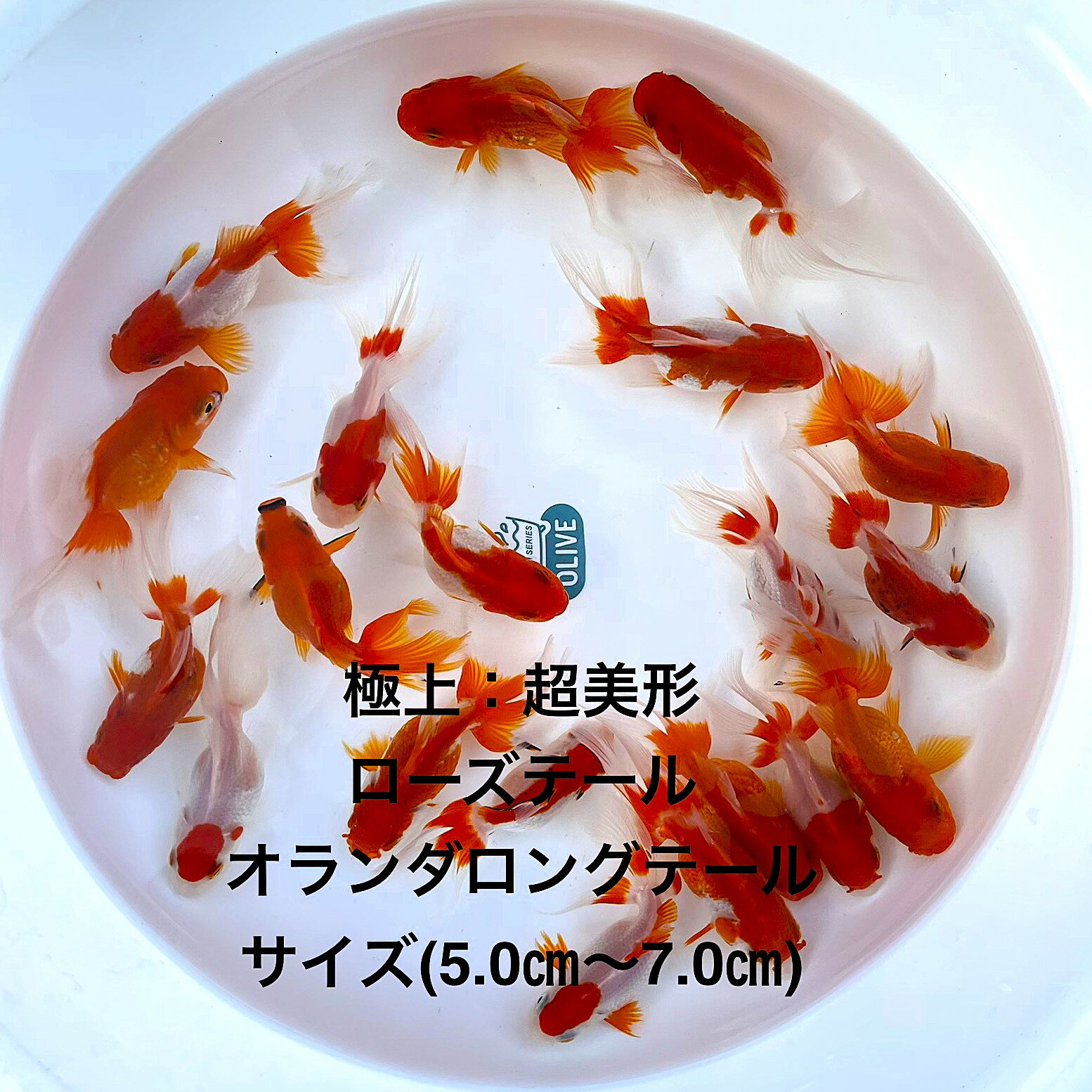 ★※超美形●ローズテールオランダ●種・観賞用●初出荷★ロングテール●現物出荷★ランダム★雌雄無選別★【画像の中から：10匹セット】サイズ(6.0cm～7.0cm)・在庫がなくなり次第終了致します。●※スマホでご覧の方は画像左下の動画をタッチ...