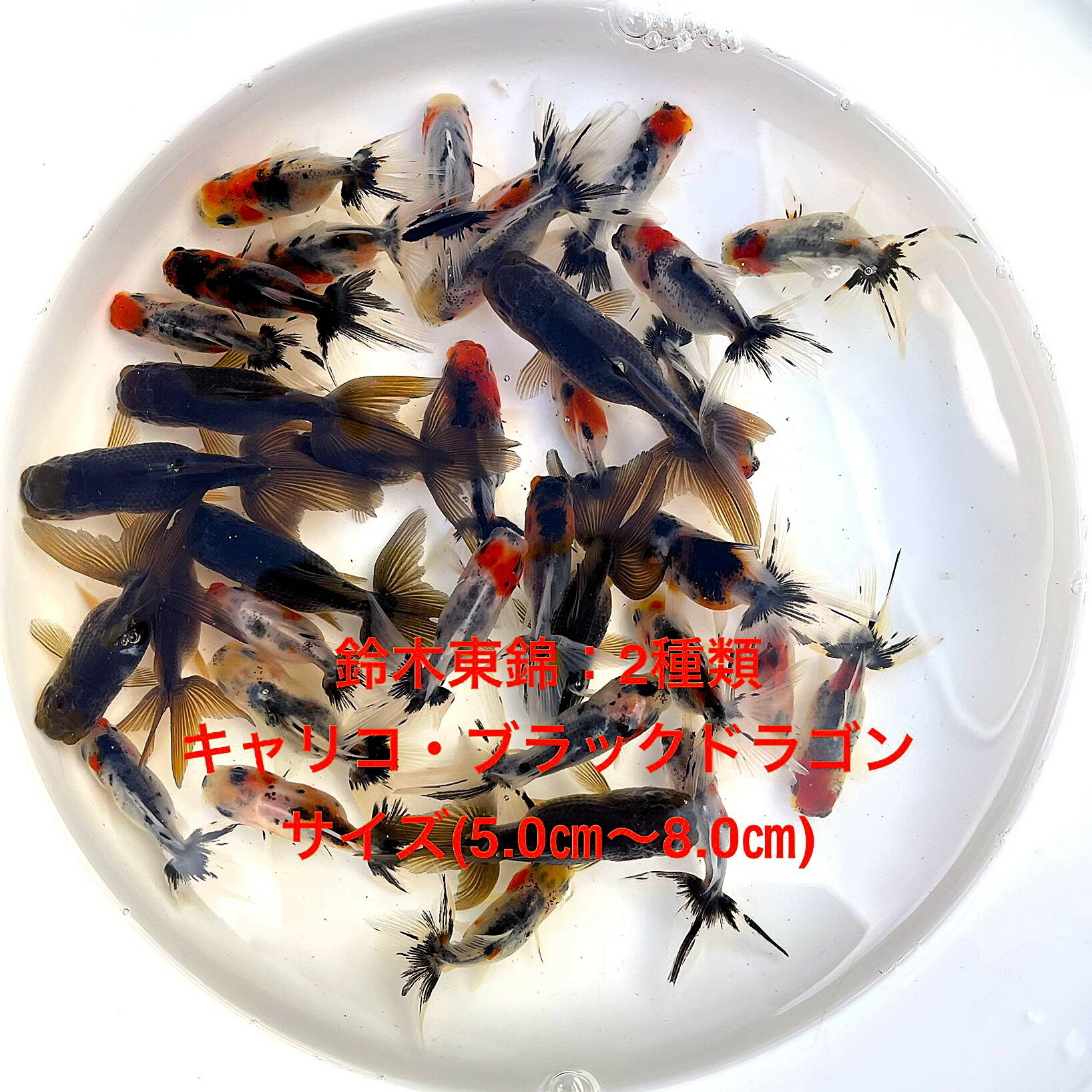 ●鈴木東錦2種類ミックス★初出荷★キャリコ・ブラックドラゴン★当歳魚★特撰●現物出荷★四つ尾・三つ尾★雌雄無選別★【画像の中より：キャリコ4匹・ブラック4匹】8匹セット。サイズ(5.0m～8.0cm) ・在庫がなくなり次第終了致します。●※...