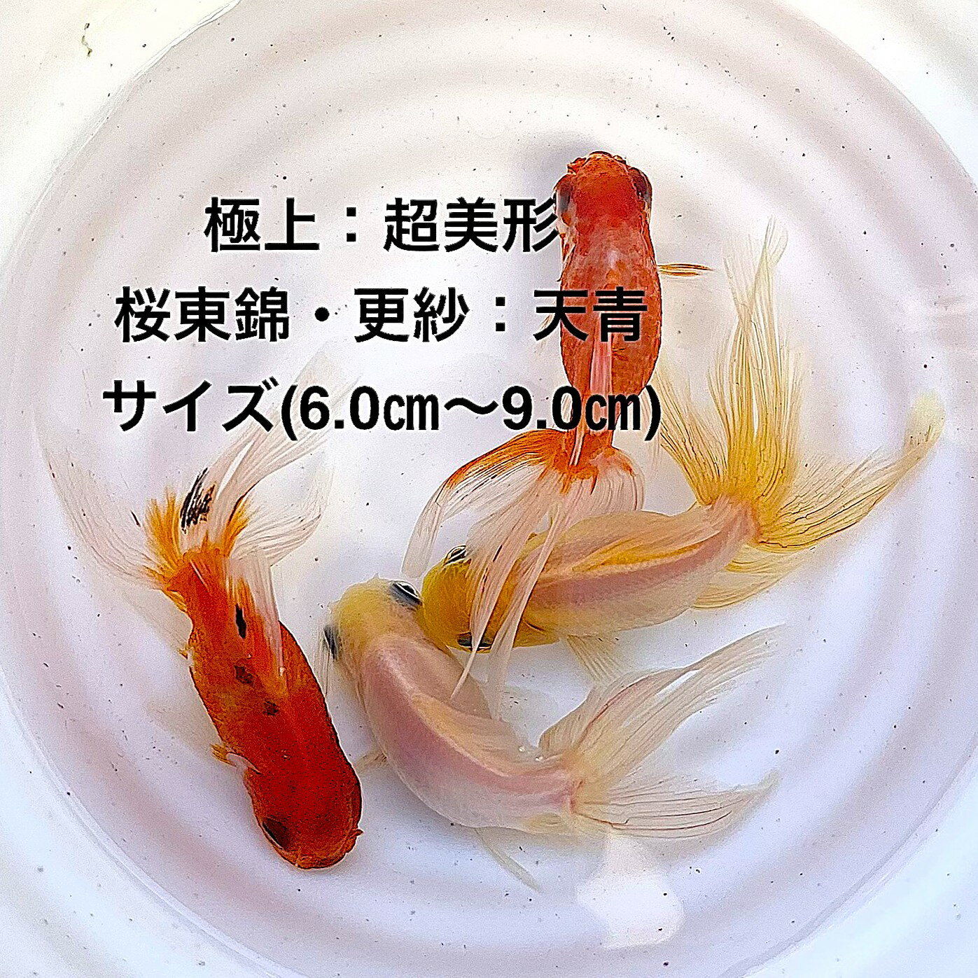 ※★桜東錦・超美形★※初出荷●当歳魚●特撰●現物出荷★2歳魚★雌雄無選別★★【画像の更紗2匹・天青2匹】合計：4匹セット。サイズ(6.0m～9.0cm)・在庫がなくなり次第終了致します。●※スマホでご覧の方は画像左下の動画をタッチしてくださ...