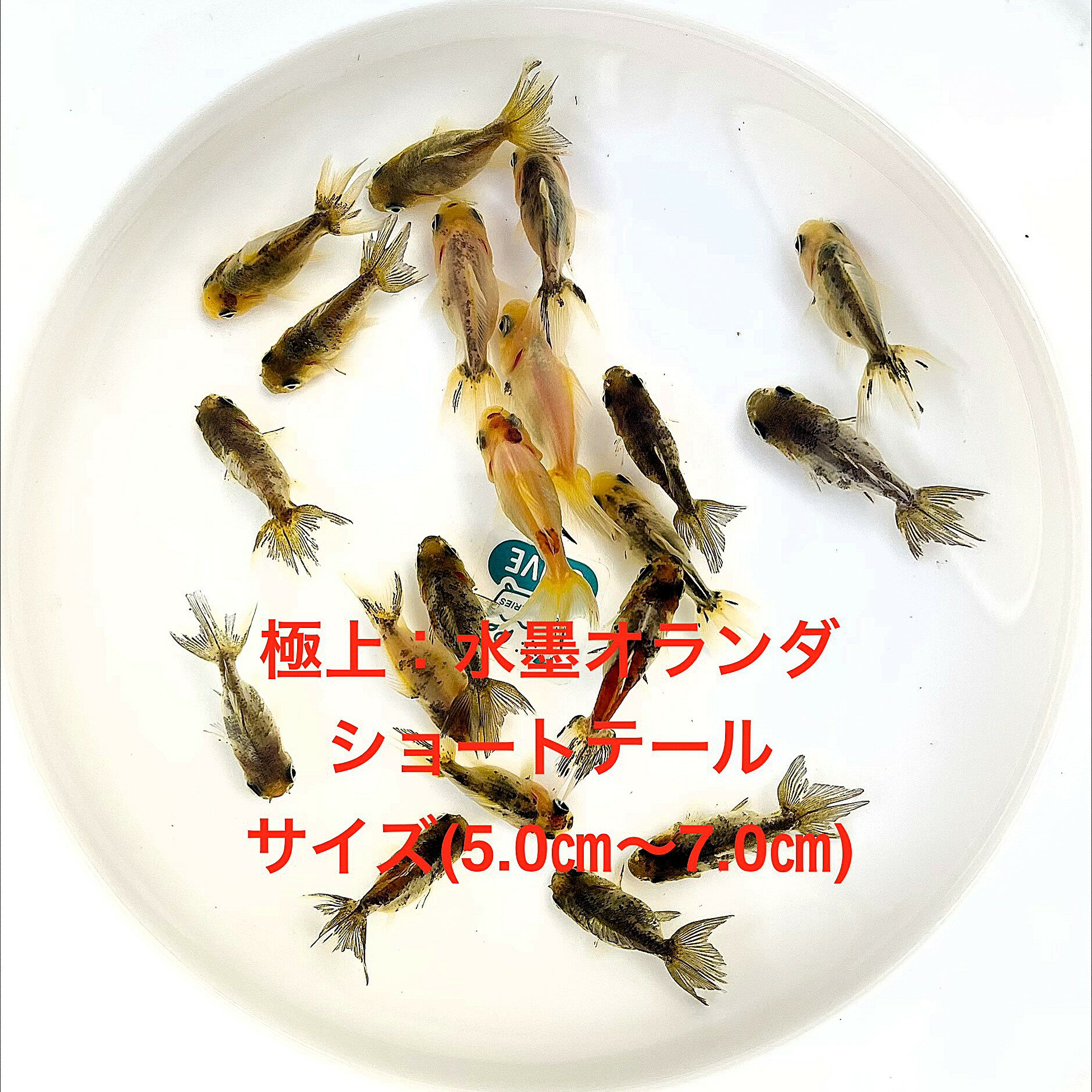 ★※極上※★水墨オランダ★美柄ショートテール★初出荷★2歳魚★特撰●現物出荷★雌雄無選別★【画像の中より：5匹セット】サイズ(5.0m～7.0cm) ・在庫がなくなり次第終了致します。●※スマホでご覧の方は画像左下の動画をタッチしてください...