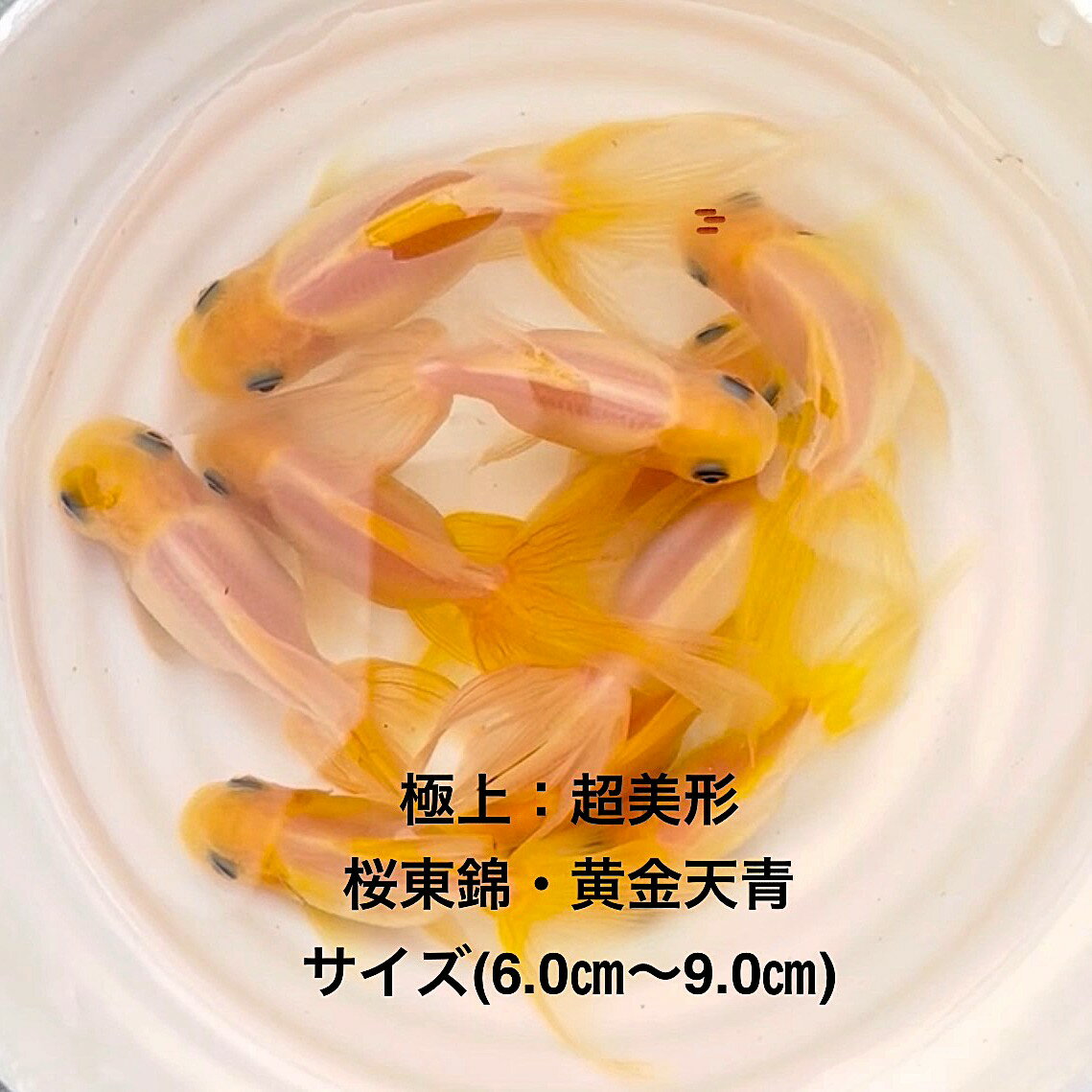 ※★桜東錦・超美形★新品種※初出荷●当歳魚●特撰●現物出荷★2歳魚★雌雄無選別★★【画像の10匹セット・黄金天青】サイズ(6.0m～9.0cm) ・在庫がなくなり次第終了致します。●※スマホでご覧の方は画像左下の動画をタッチしてください画像...