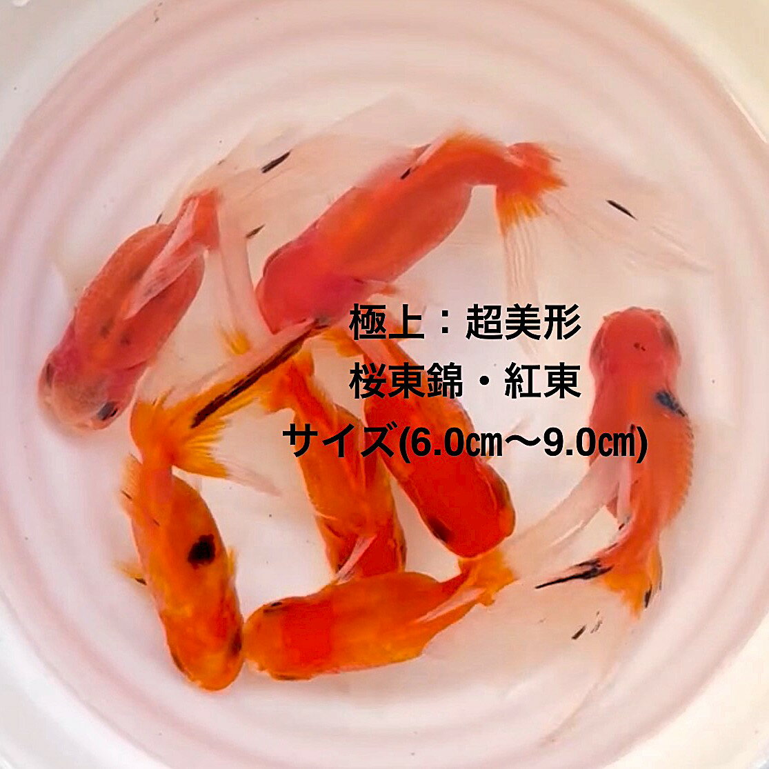 ※★桜東錦・超美形★新品種※初出荷●当歳魚●特撰●現物出荷★2歳魚★雌雄無選別★【画像の7匹セット・紅東】サイズ(6.0m～9.0cm) ・在庫がなくなり次第終了致します。●※スマホでご覧の方は画像左下の動画をタッチしてください画像の動画が...