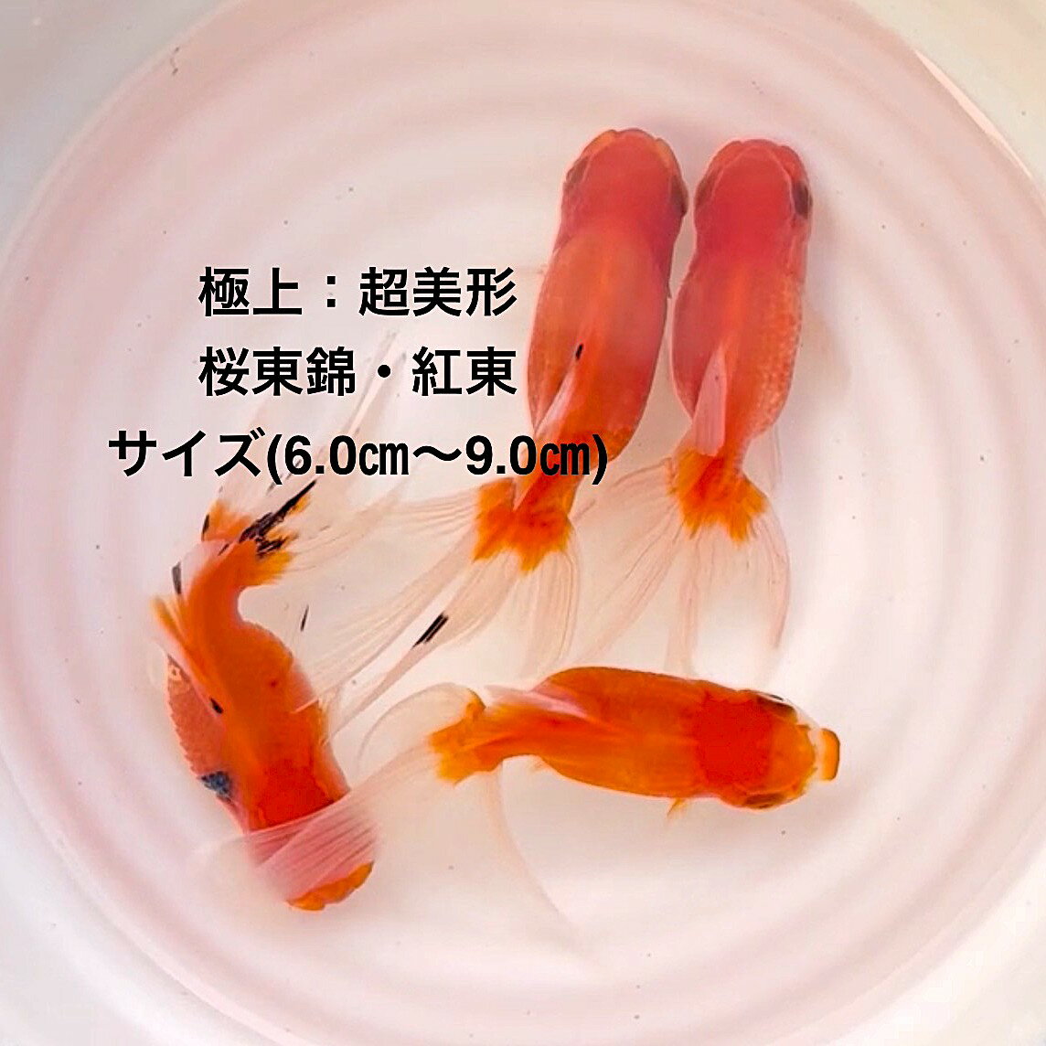 ※★桜東錦・超美形★新品種※初出荷●当歳魚●特撰●現物出荷★2歳魚★雌雄無選別★【画像の4匹セット・紅東】サイズ(6.0m～9.0cm) ・在庫がなくなり次第終了致します。●※スマホでご覧の方は画像左下の動画をタッチしてください画像の動画が...