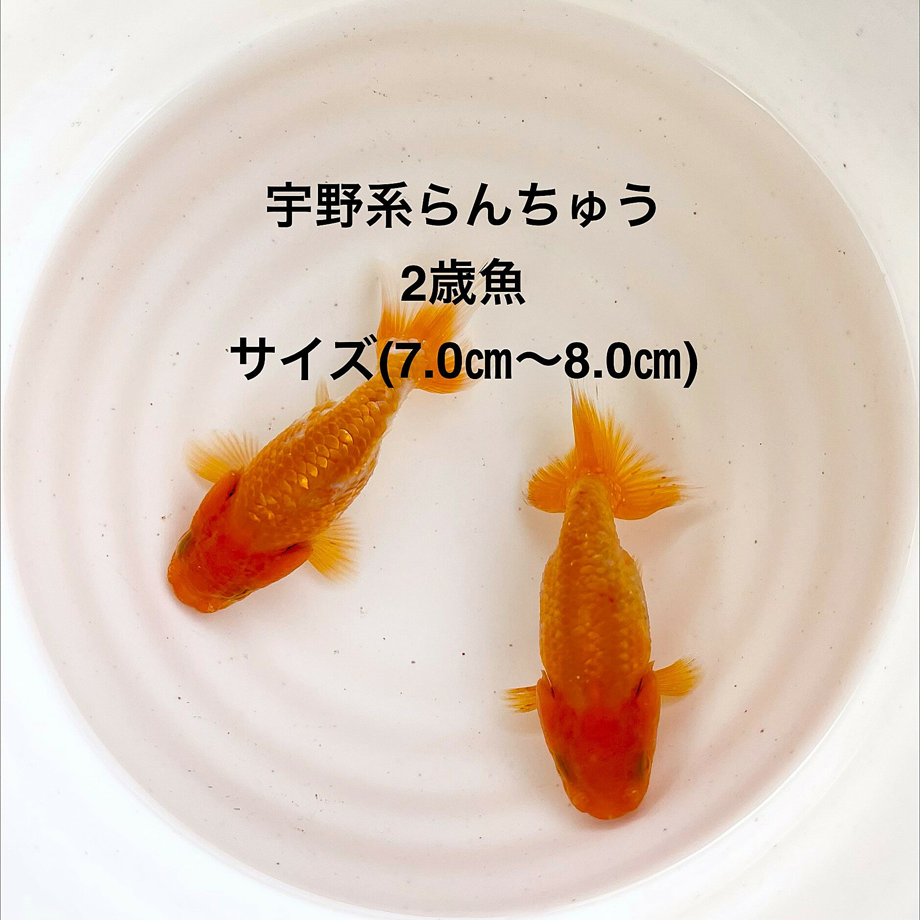 ●初出荷●宇野系らんちゅう★2歳魚★宇野系特撰●現物出荷★フンタン系★4つ尾★雌雄無選別★【画像の2匹セット】サイズ(7.0cm～8.0cm)。在庫がなくなり次第終了致します。●※スマホでご覧の方は画像左下の動画をタッチしてください画像の動...