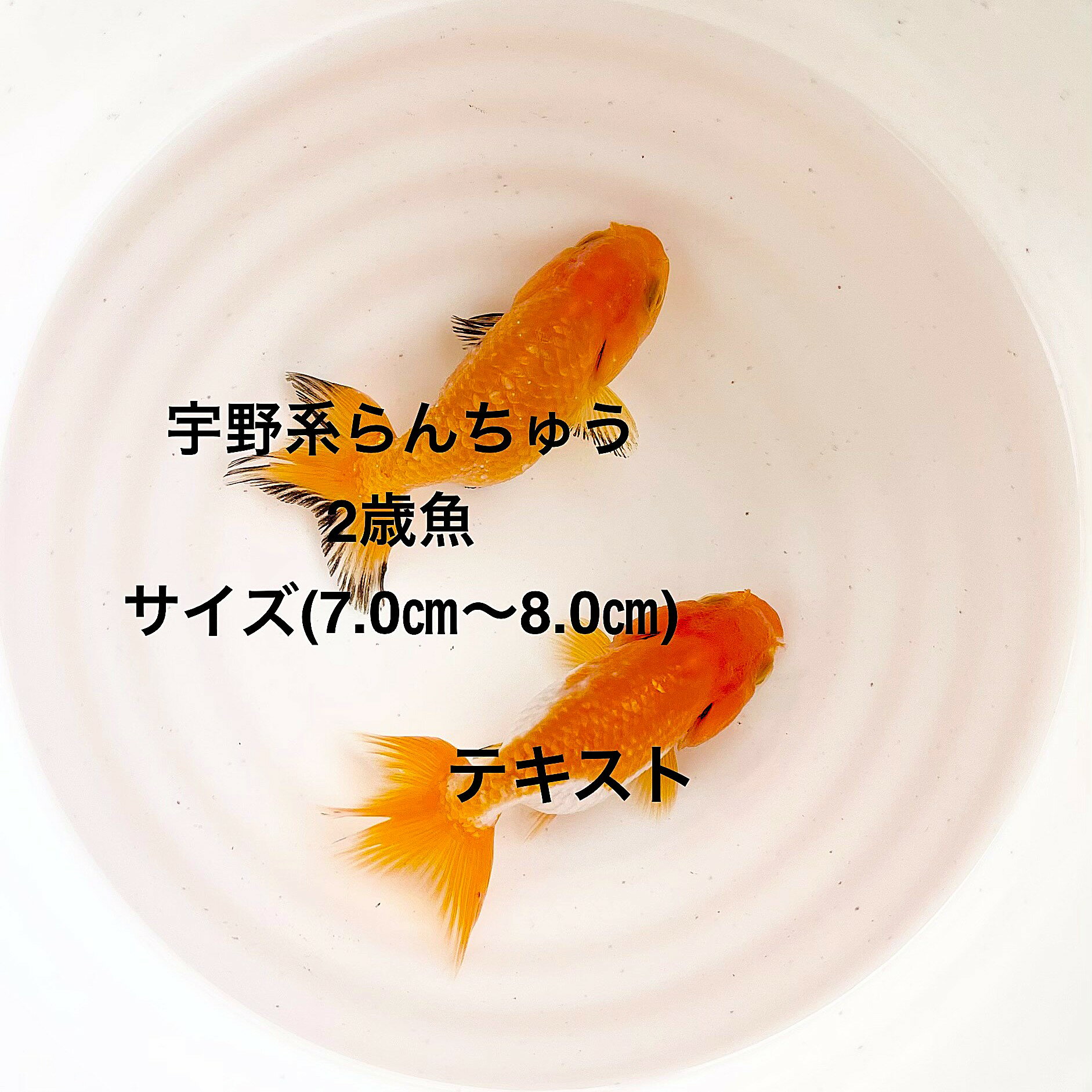 ●初出荷●宇野系らんちゅう★2歳魚★宇野系特撰●現物出荷★フンタン系★4つ尾★雌雄無選別★【画像の2匹セット】サイズ(7.0cm～8.0cm)。在庫がなくなり次第終了致します。●※スマホでご覧の方は画像左下の動画をタッチしてください画像の動...