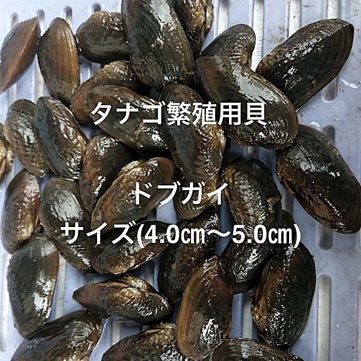 ●※ドブガイ※●初出荷★タナゴ繫殖用貝★ランダム●【画像の中より：10匹セット】サイズ(5.0cm前後)・在庫がなくなり次第終了致します。タナゴの繫殖用の貝いになりま。●野外常温で飼育しておりますので野外でも安心して育てられると思います。【...