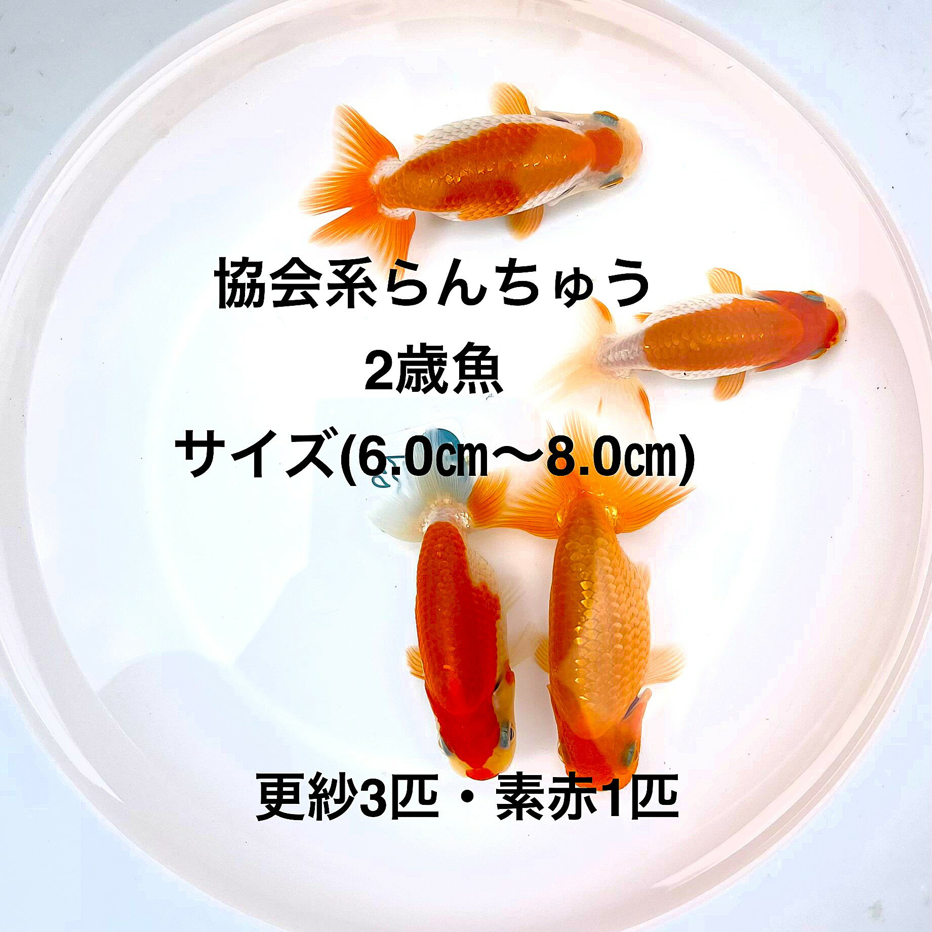 ●初出荷●協会系らんちゅう★2歳魚：素赤・更紗★協会系特撰●現物出荷★フンタン系★4つ尾★雌雄無選別★【画像全て：4匹セット】サイズ(6.0cm～8.0cm)・在庫がなくなり次第終了致します。●※スマホでご覧の方は画像左下の動画をタッチして...