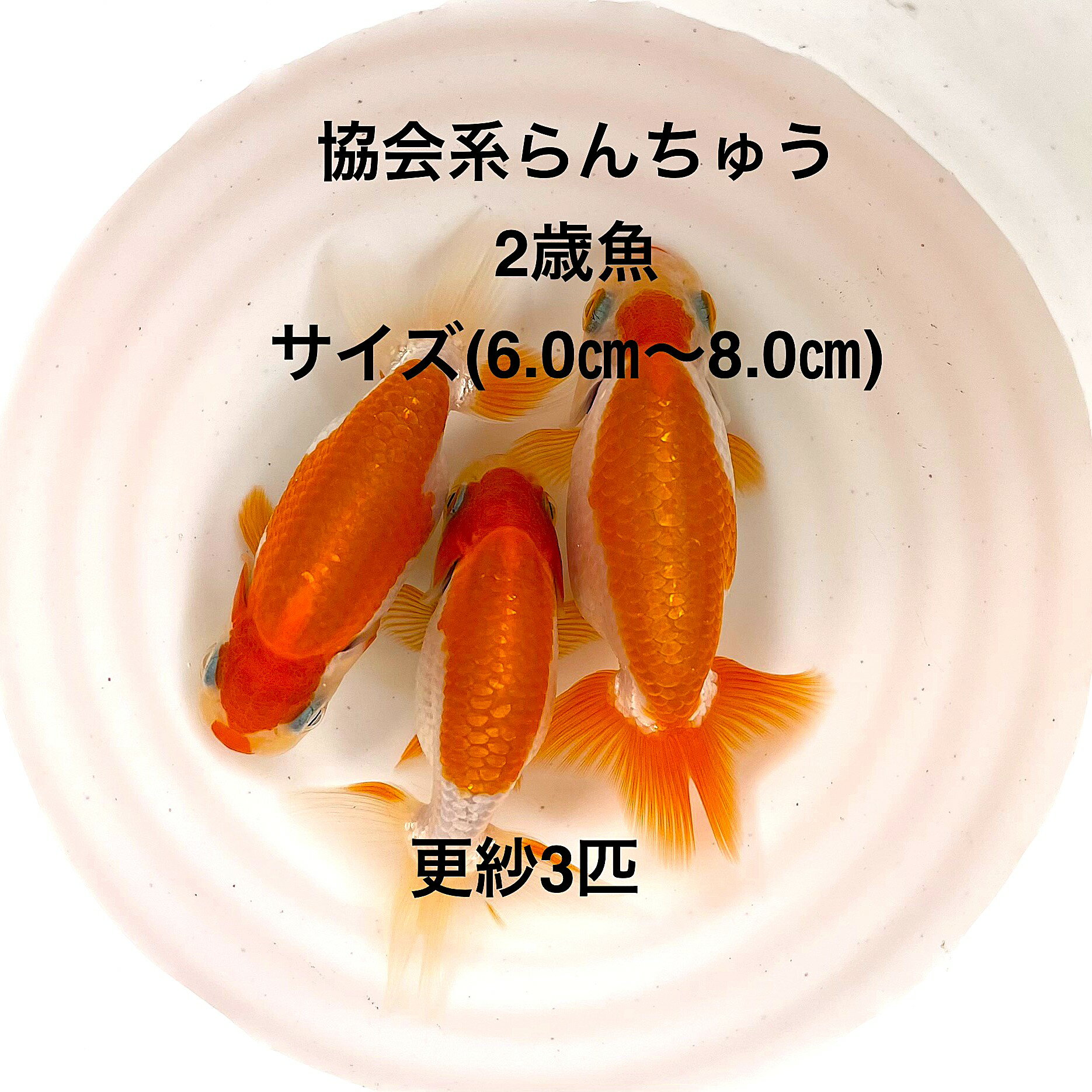 ●初出荷●協会系らんちゅう★2歳魚：更紗★協会系特撰●現物出荷★フンタン系★4つ尾★雌雄無選別★【画像の更紗：3匹セット】サイズ(6.0cm～8.0cm)・在庫がなくなり次第終了致します。●※スマホでご覧の方は画像左下の動画をタッチしてくだ...