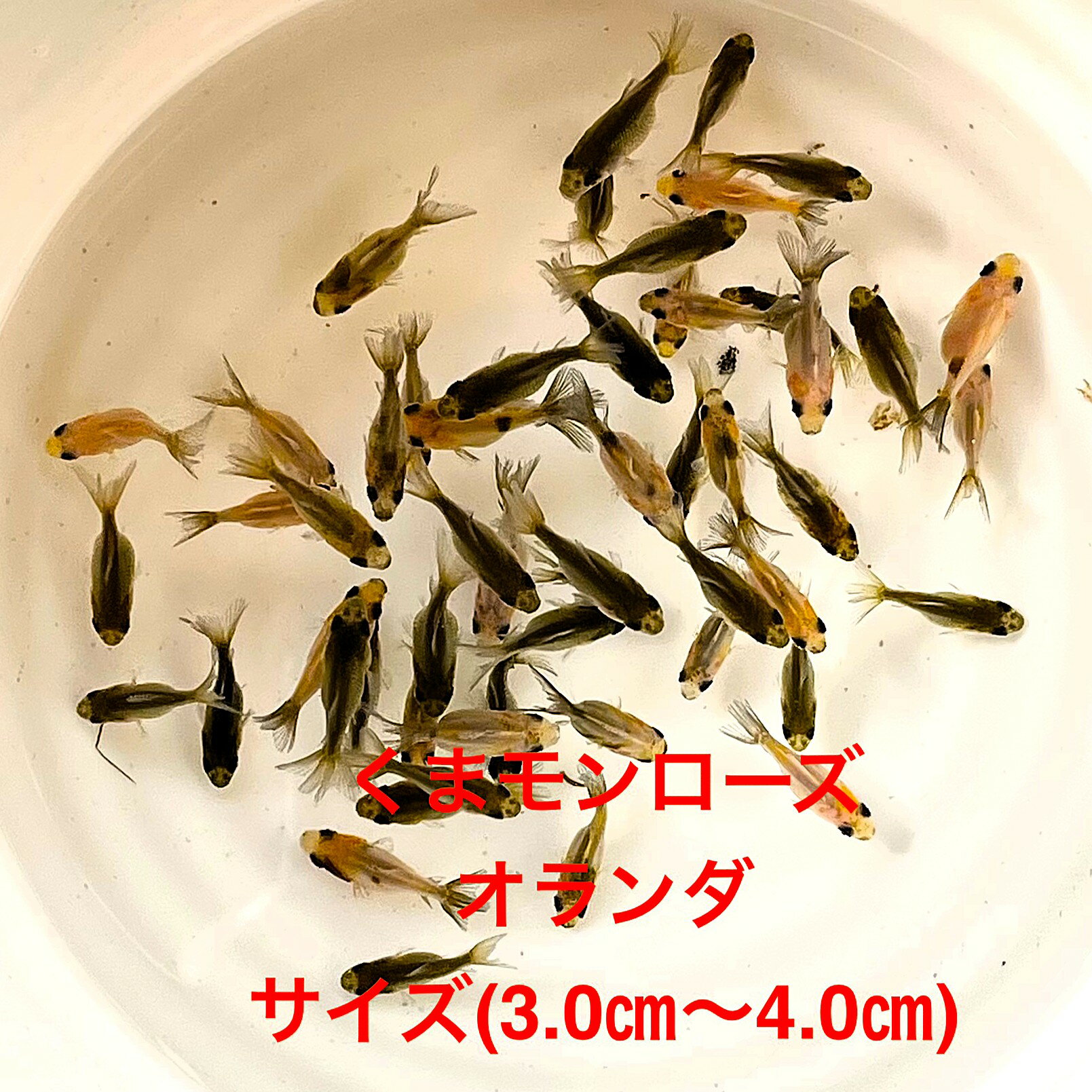 ●※初出荷※●くまモンローズ★オランダ●現物出荷★ランダム★幼魚★【画像の中から：5匹セット】サイズ(3.0cm～4.0cm)・在庫がなくなり次第終了致します。画像2の親から生まれた幼魚になります。※●野外常温で飼育しておりますので野外でも...