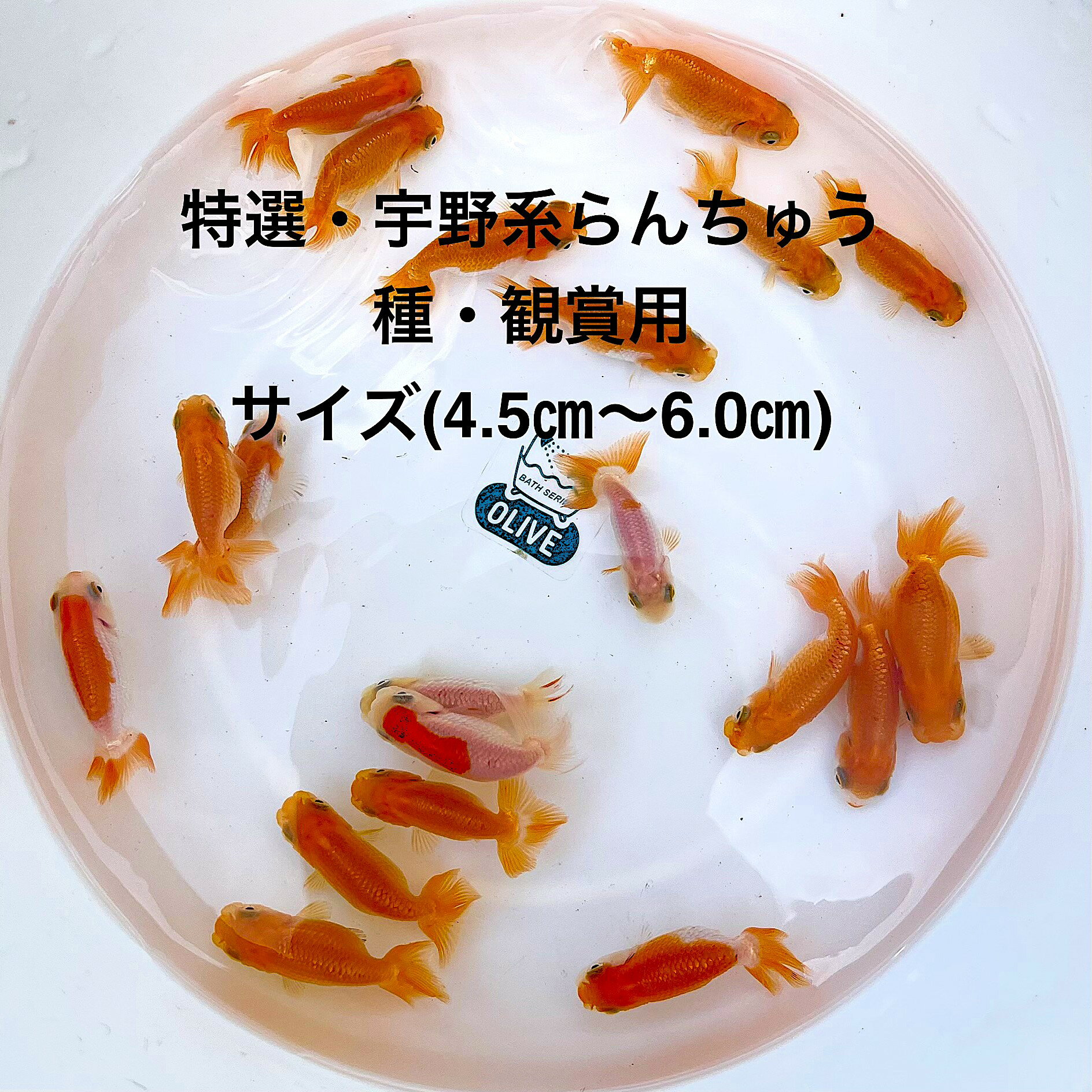 ※★初出荷★宇野系らんちゅう★優良個体★ランダム★当歳魚●現物出荷★素赤・更紗・プラチナシルバー★4つ尾★【画像の中より：5匹セット】サイズ(4.5cm～6.0cm)・在庫がなくなり次第終了致します。●※スマホでご覧の方は画像左下の動画をタ...
