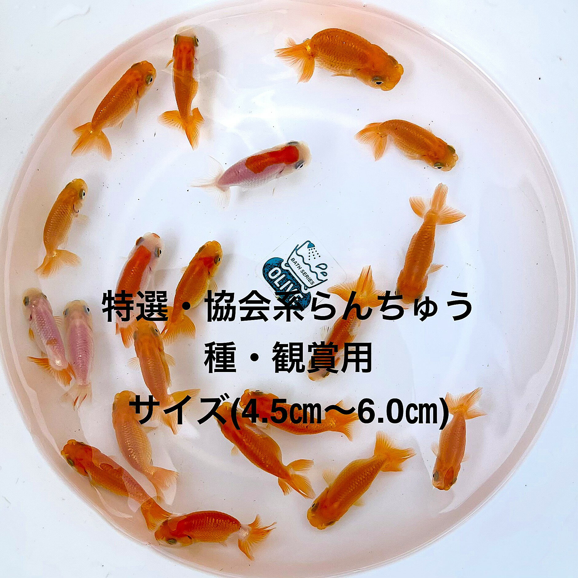 ※★初出荷★協会系らんちゅう★優良個体★ランダム★当歳魚●現物出荷★素赤・更紗・プラチナシルバー★4つ尾★【画像の中より：5匹セット】サイズ(4.5cm～6.0cm)・在庫がなくなり次第終了致します。●※スマホでご覧の方は画像左下の動画をタ...