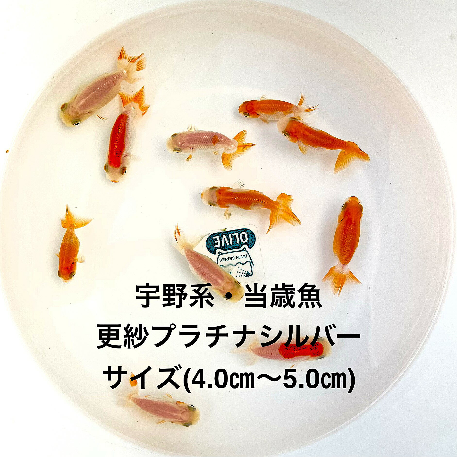 ★初出荷★宇野系らんちゅう★更紗プラチナシルバー★当歳魚★宇野系特撰●現物出荷★フンタン系★4つ尾★雌雄無選別★【画像の中より：5匹セット】サイズ(4.0cm～5.0cm) ・在庫がなくなり次第終了致します。●※スマホでご覧の方は画像左下の...