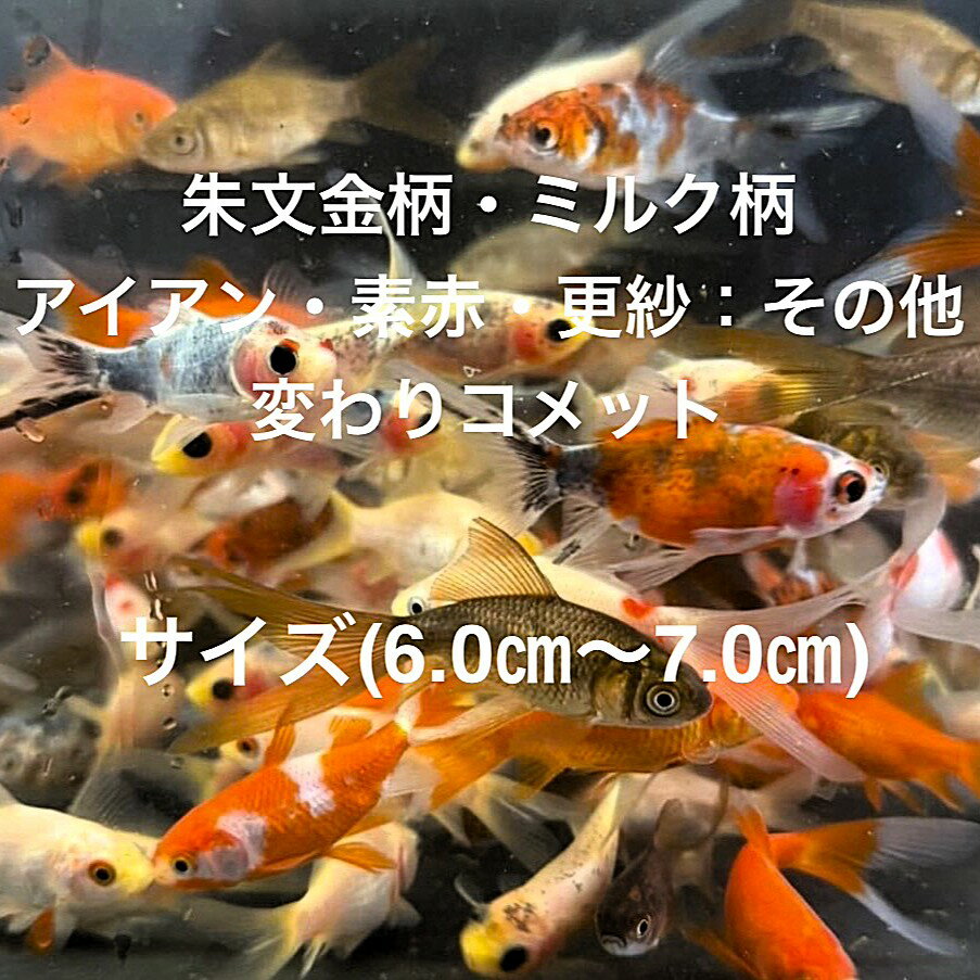 ●初出荷●変わりコメット★2歳魚★現物出荷★ミックス★雌雄無選別★【画像の中から：3匹セット】サイズ(6.0cm～7.0cm)・在庫がなくなり次第終了致します。朱文金風の個体やミルクコメット風の個体、アイアンや素赤、更紗などのミックスとなり...
