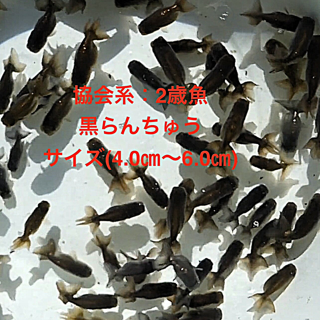 ●※黒らんちゅう※●協会系●初出荷●明2歳魚★現物出荷★ランダム★【画像の中から：5匹セット】サイズ(4.0cm～6.0cm)・在庫がなくなり次第終了致します。4つ尾の個体になります。●※スマホでご覧の方は画像左下の動画をタッチしてください...
