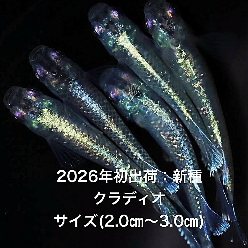 ●※めだか2026年初出荷※●新種●最新世代★極上固体★ブルー系★種親クラス★新種★【クラディオ：5ペアセット】サイズML(2,0cm～3,0cm)。在庫が無くなり次第終了致します。●※スマホでご覧の方は画像左下の動画をタッチしてください画...