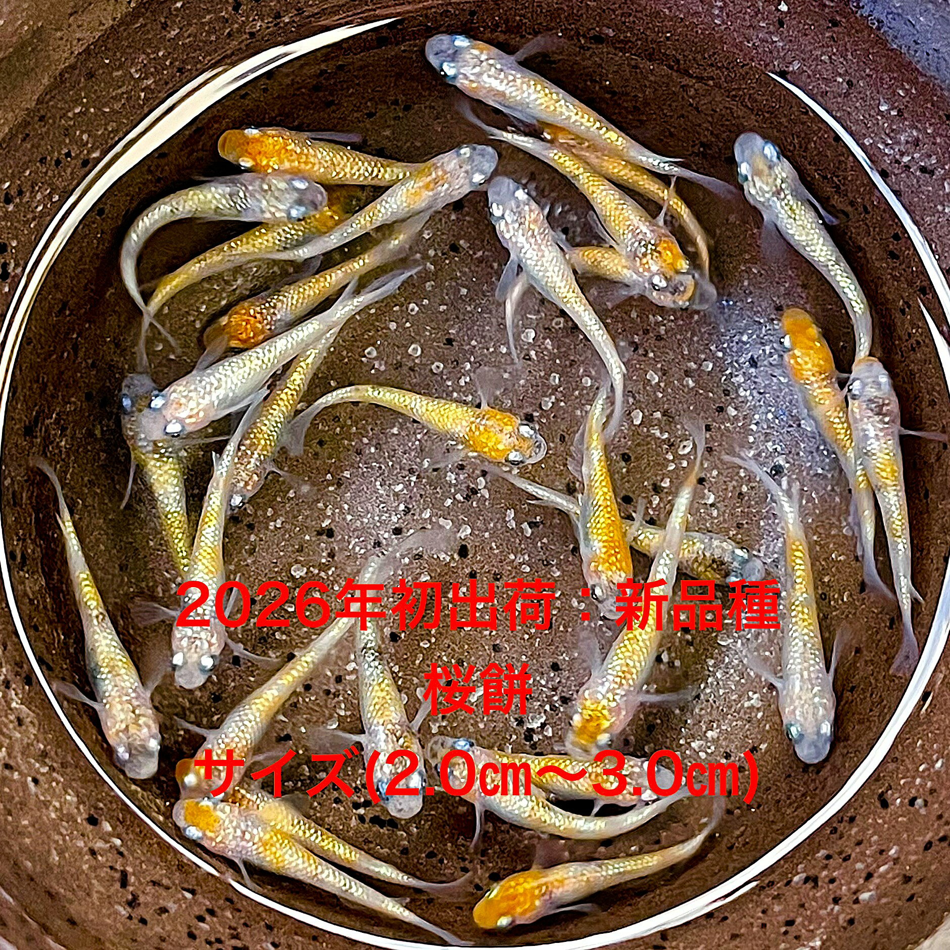 ●※めだか2026年初出荷※●最新世代★極上固体★レインボー系★種親クラス★新品種★【桜餅：5ペアセット】サイズ(2.0cm～3.0cm）在庫が無くなり次第終了致します。●※スマホでご覧の方は画像左下の動画をタッチしてください画像の動画が見...
