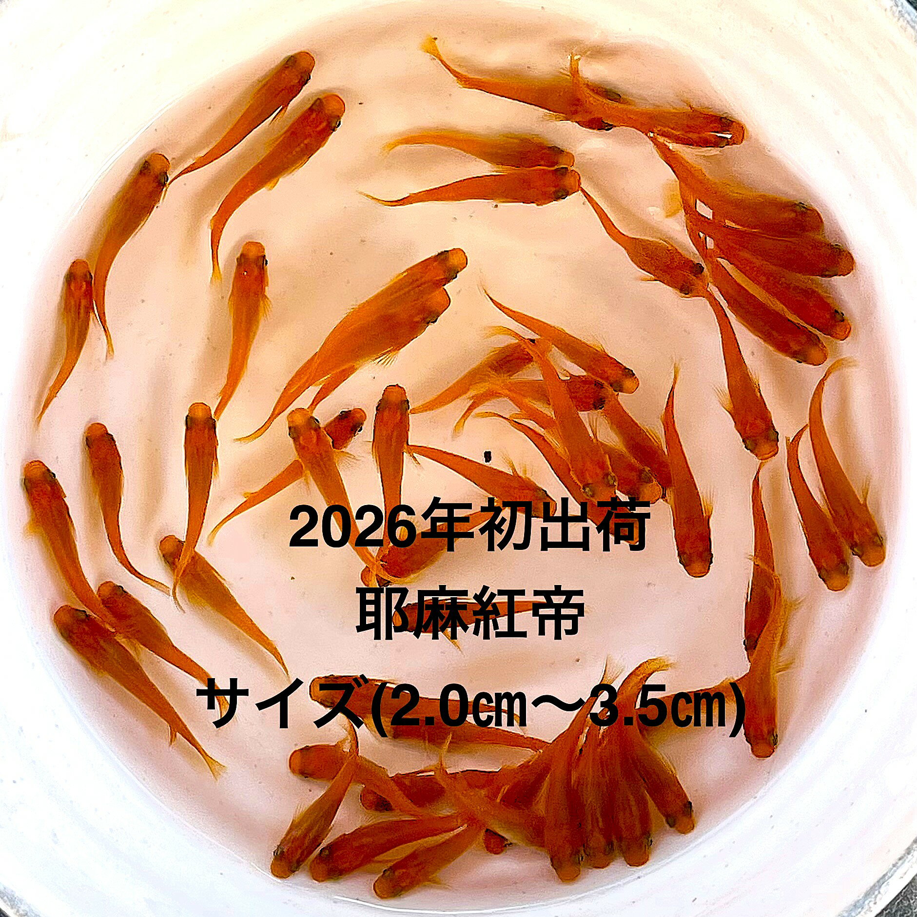 ●※めだか2026年初出荷※●最新世代★極上固体★レッド系★種親クラス★【耶摩紅帝：5ペアセット】サイズML(2.0cm～3.0cm）・在庫がなくなり次第終了致します。●※スマホでご覧の方は画像左下の動画をタッチしてください画像の動画が見ら...