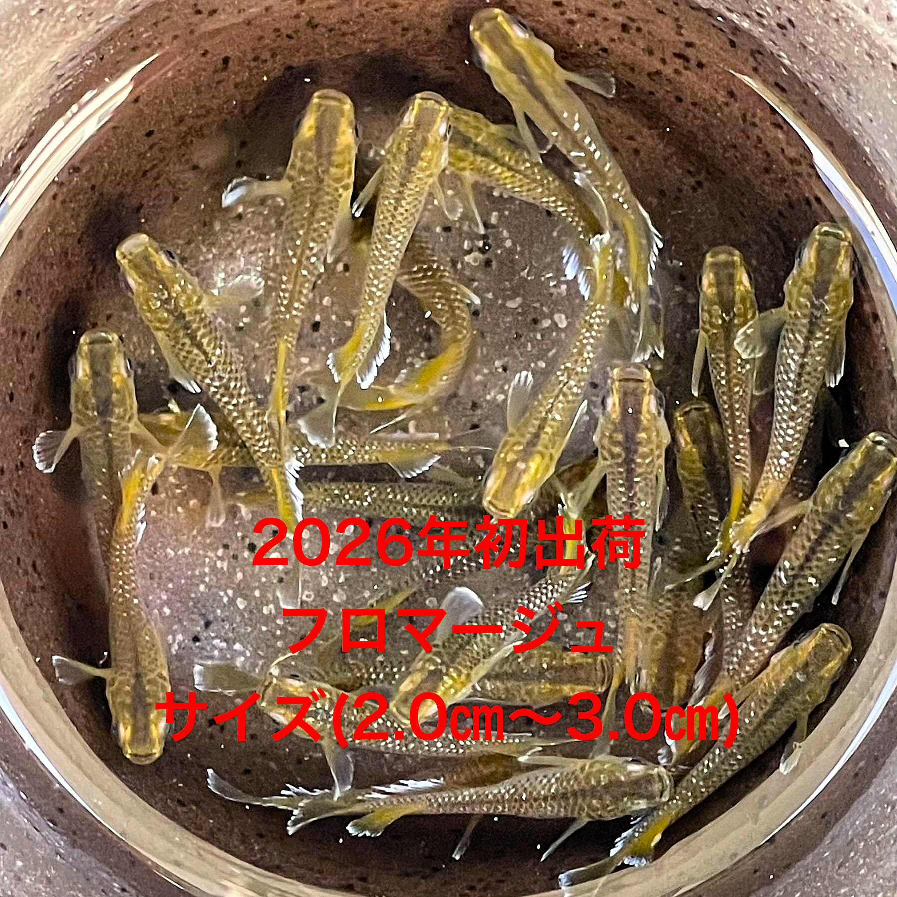 ●※めだか2026年初出荷※●新種●最新世代★極上固体★ブラウン系★種親クラス★【フロマージュ：3ペアセット】サイズML(2,0cm～3,0cm)。在庫が無くなり次第終了致します。●※スマホでご覧の方は画像左下の動画をタッチしてください画像...