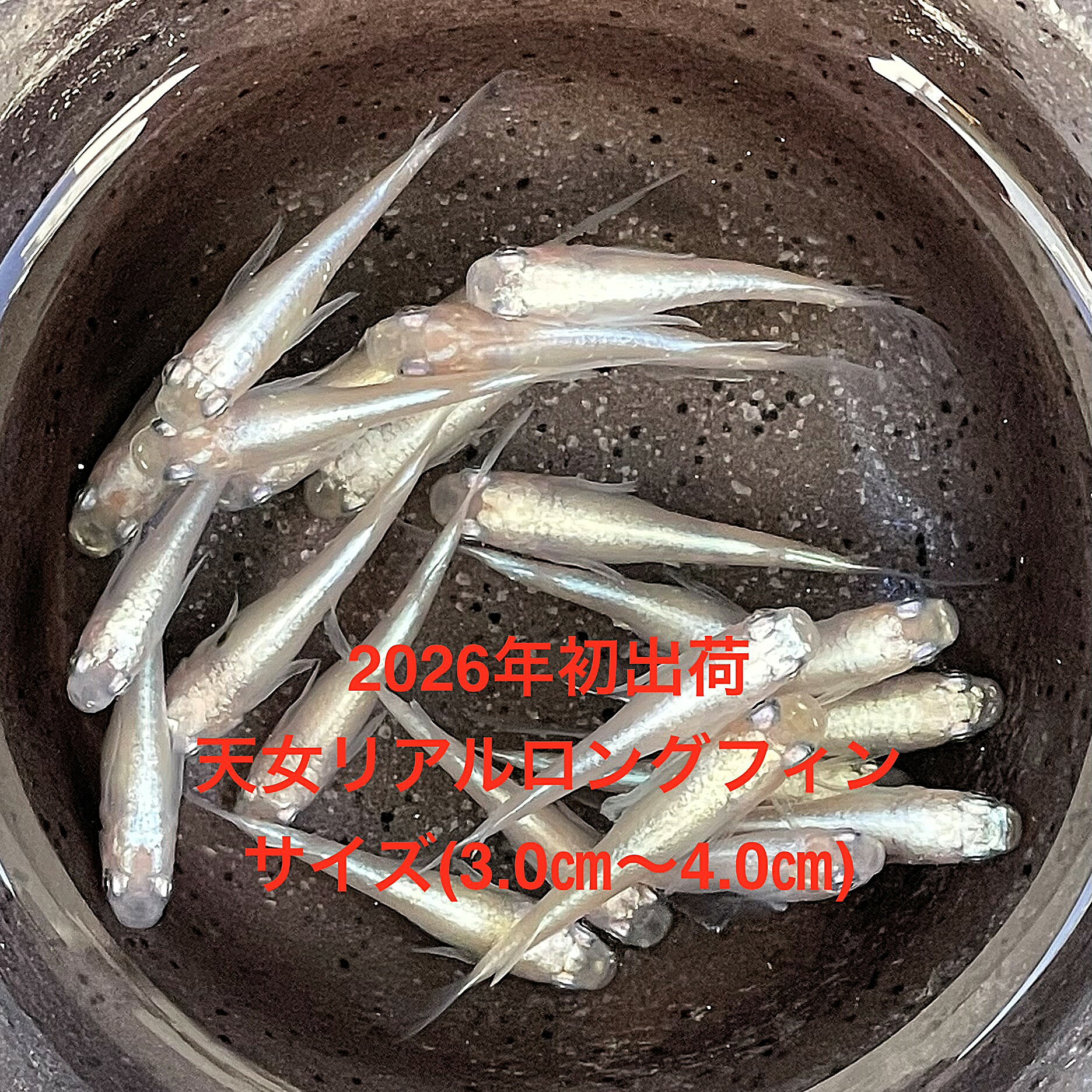●※めだか2026年初出荷※●最新世代★極上固体★ホワイト系★種親クラス★新品種★【天女リアルロングフィン：3ペアセット】サイズML(2.0cm～3.0cm）在庫が無くなり次第終了致します。●※スマホでご覧の方は画像左下の動画をタッチしてく...