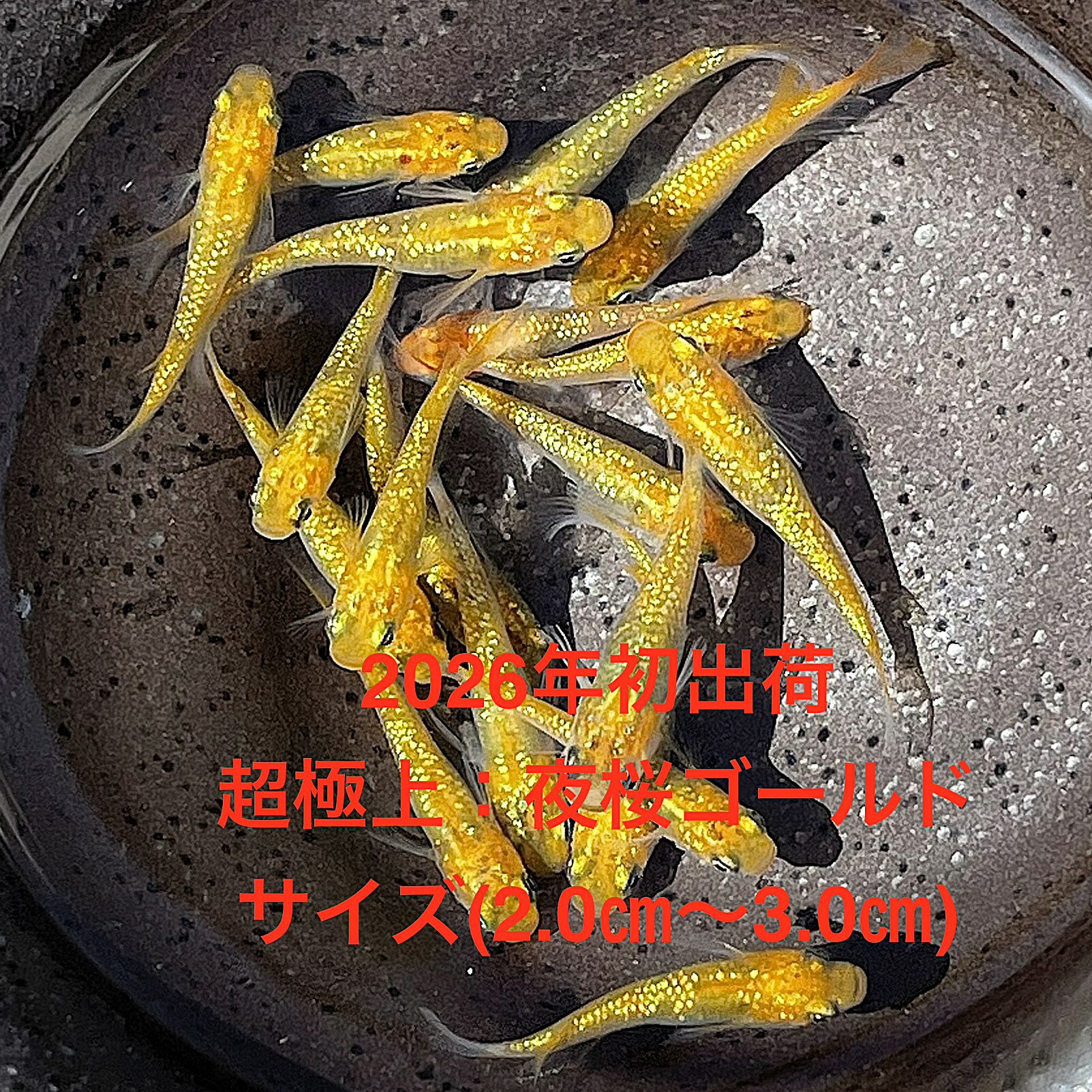 ●※めだか2026年初出荷※●新種●最新世代★極上固体★ゴールド系★種親クラス★【夜桜ゴールド：5ペアセット】サイズML(2,0cm～3,0cm)。在庫が無くなり次第終了致します。●※スマホでご覧の方は画像左下の動画をタッチしてください画像...