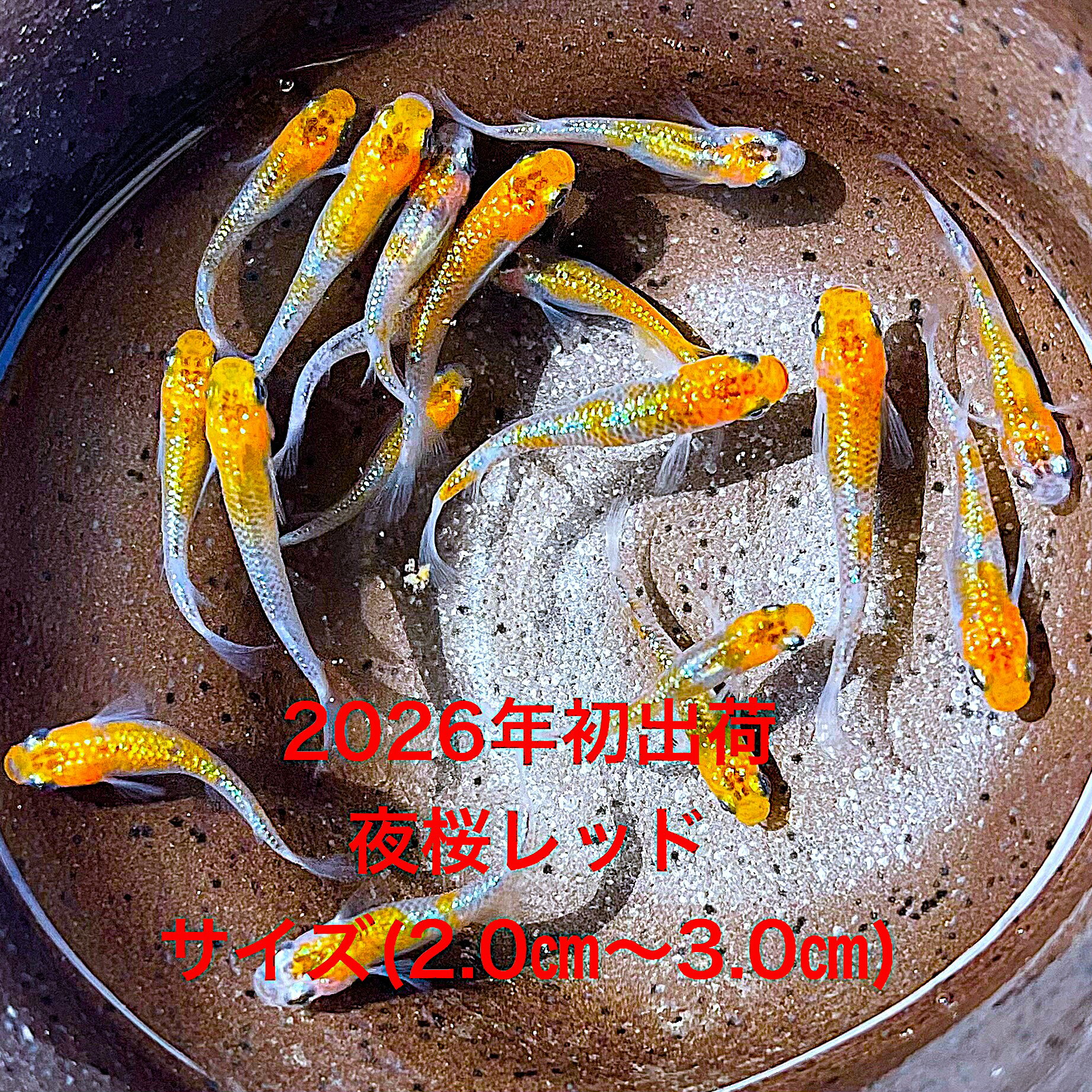 ●※めだか2026年初出荷※●最新世代★新系統★極上個体★レッド系★種親クラス★【夜桜レッド：5ペアセット】サイズML(2,0cm〜3,0cm)。サイズML(2,0cm〜3,0cm)。・在庫がなくなり次第終了致します。●※スマホでご覧の方は...