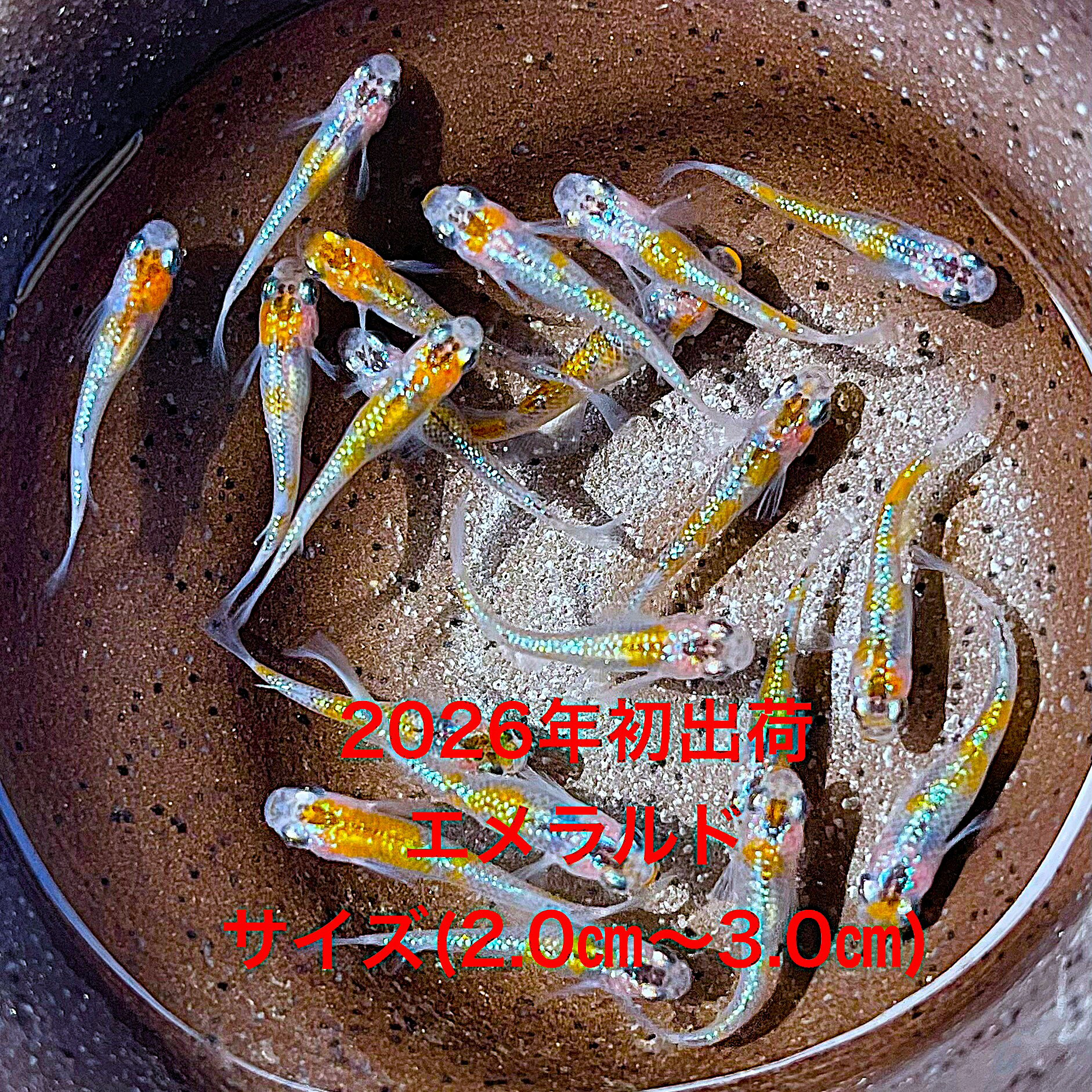 ●※めだか2026年初出荷※●最新世代★新系統★極上個体★エメラルド系★種親クラス★【エメラルド：3ペアセット】サイズML(2,0cm〜3,0cm)。サイズML(2,0cm〜3,0cm)。・在庫がなくなり次第終了致します。●※スマホでご覧の...