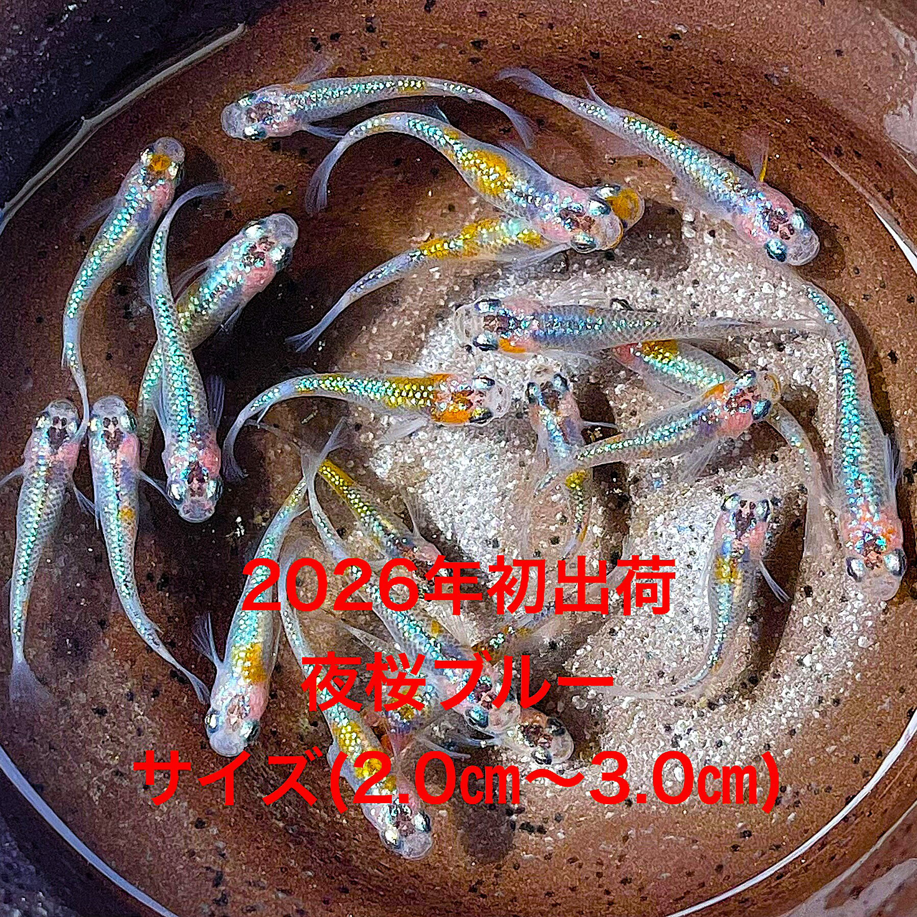 ●※めだか2026年初出荷※●最新世代★新系統★極上個体★ブルー系★種親クラス★【夜桜ブルー：5ペアセット】サイズML(2,0cm〜3,0cm)。サイズML(2,0cm〜3,0cm)。・在庫がなくなり次第終了致します。●※スマホでご覧の方は...