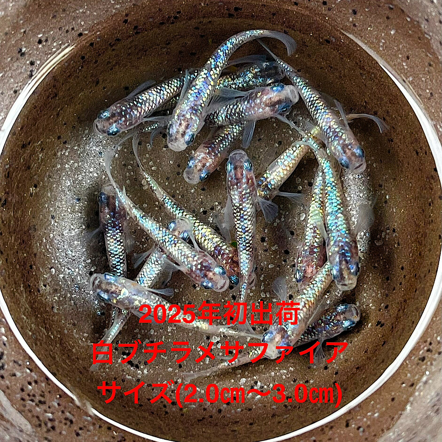 ●※めだか2026年初出荷※●最新世代★極上個体★サファイア系★【白斑ラメサファイア：5ペア】(10匹セット）サイズML(2,0cm〜3,0cm)。・在庫がなくなり次第終了致します。●※スマホでご覧の方は画像左下の動画をタッチしてください画...