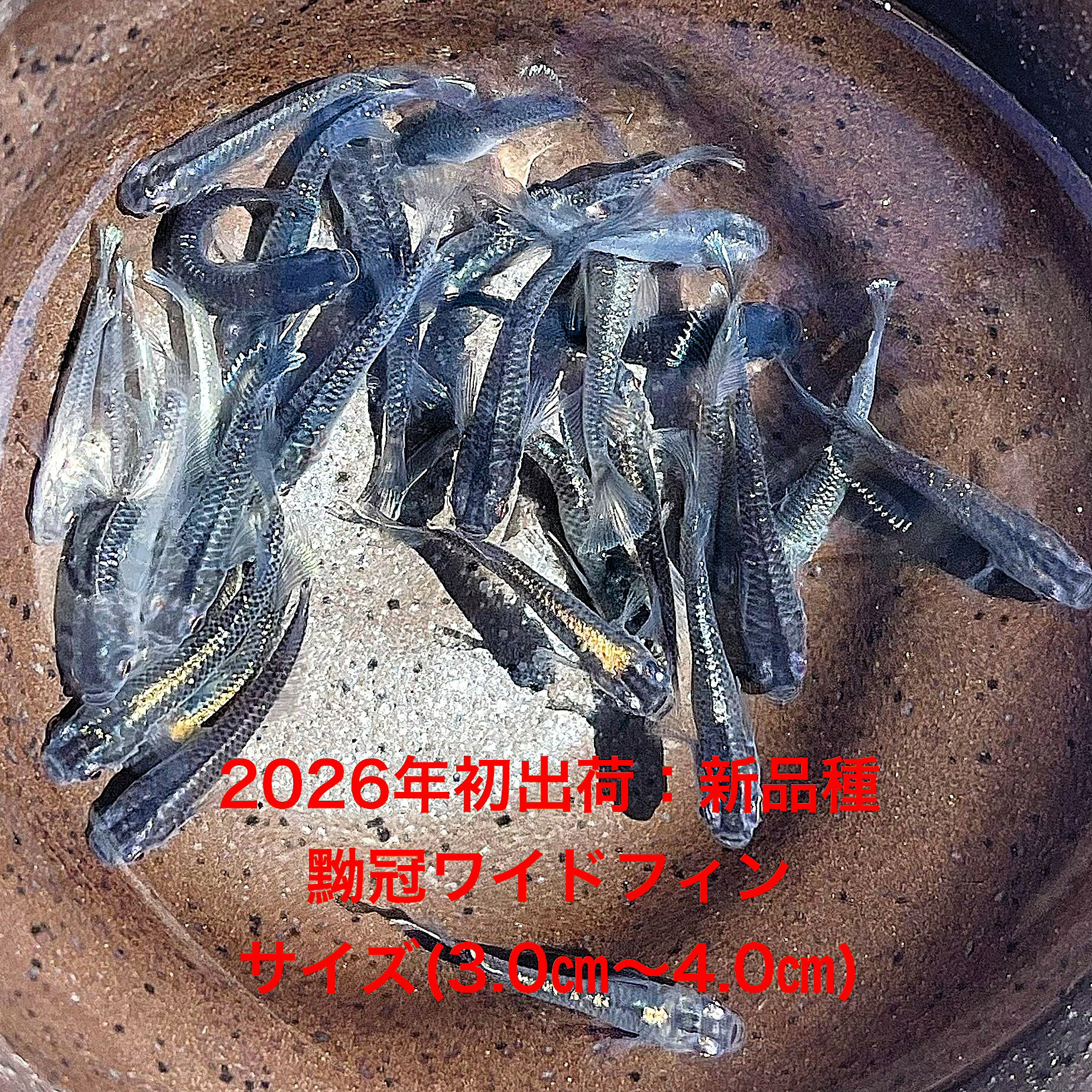 ●※めだか2026年初出荷※●新品種：最新世代★極上固体★ブラック系★種親クラス★【新品種：黝冠ワイドフィン：5ペアセット】サイズML(3.0cm～4.0cm）在庫が無くなり次第終了致します。●※スマホでご覧の方は画像左下の動画をタッチして...