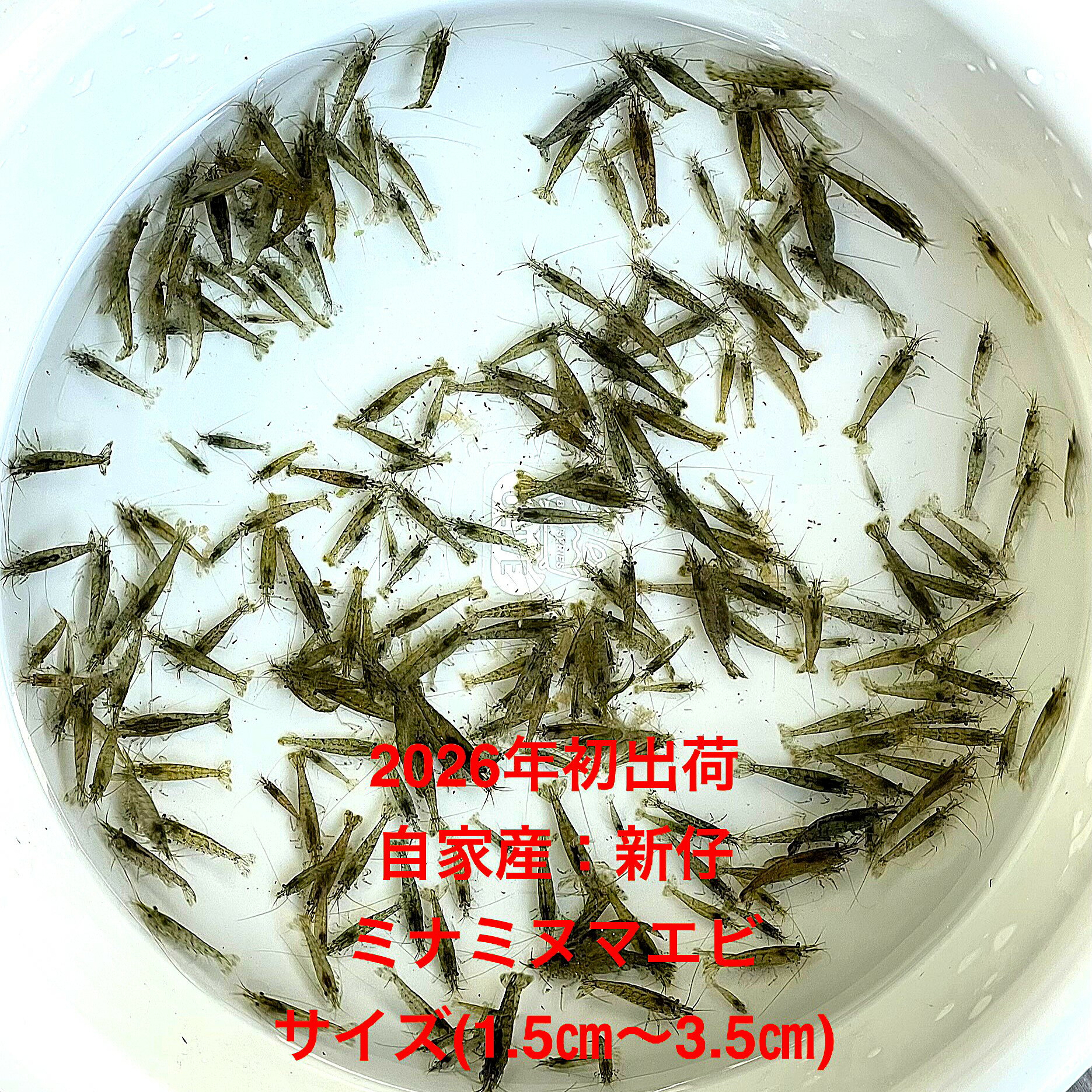 ●※ミナミヌマエビ初出荷※●2025年9月生まれ●自家産★ランダム★【ミナミヌマエビ】200匹セット：プラス補償分。サイズ(1,5cm～3,5cm)・在庫が無くなり次第終了致します。●※スマホでご覧の方は画像左下の動画をタッチしてください画...