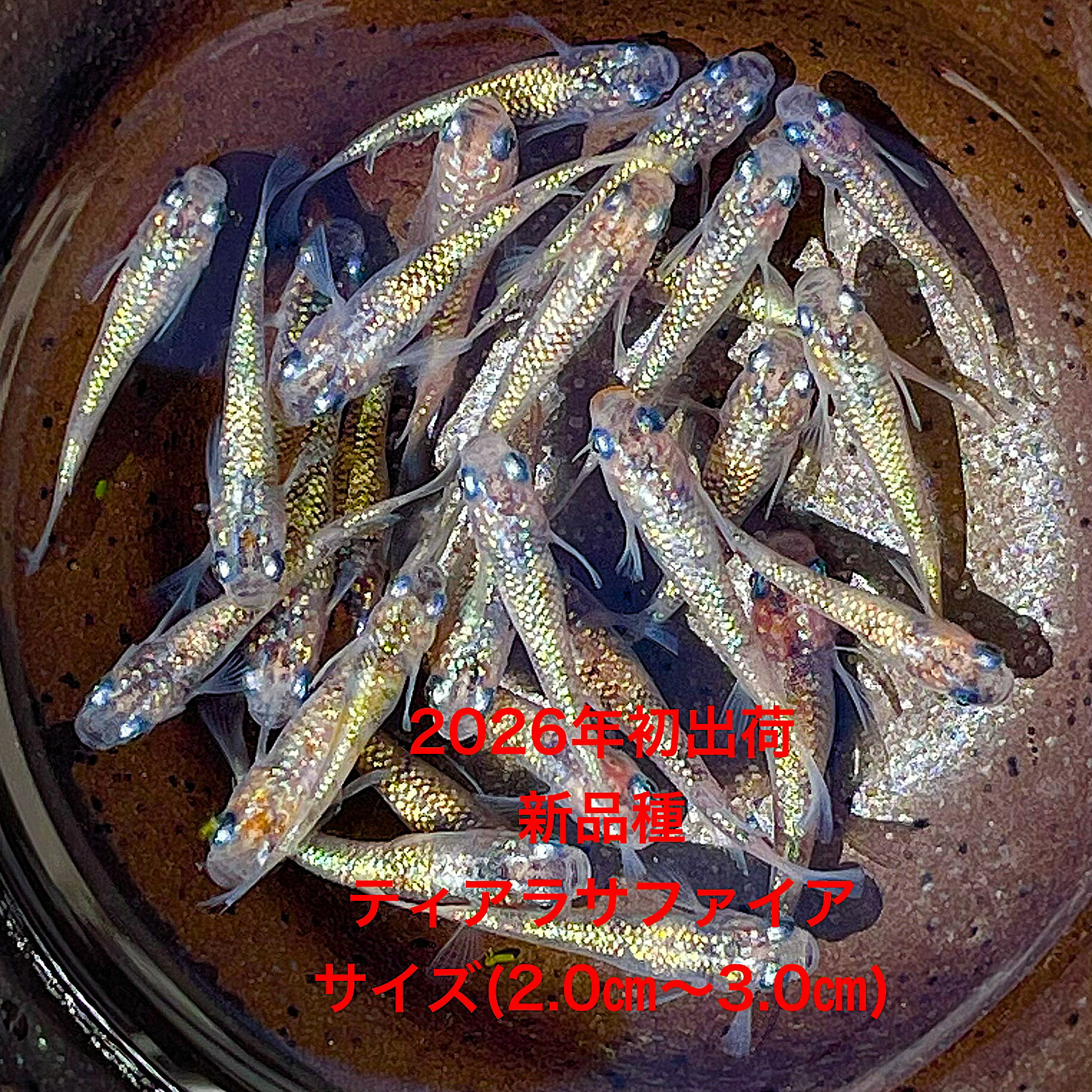 ●※めだか2026年初出荷※●最新世代★新品種★極上個体★サファイア系★【ティアラサファイア：3ペア】(6匹セット）サイズML(2,0cm〜3,0cm)。・在庫がなくなり次第終了致します。●※スマホでご覧の方は画像左下の動画をタッチしてくだ...