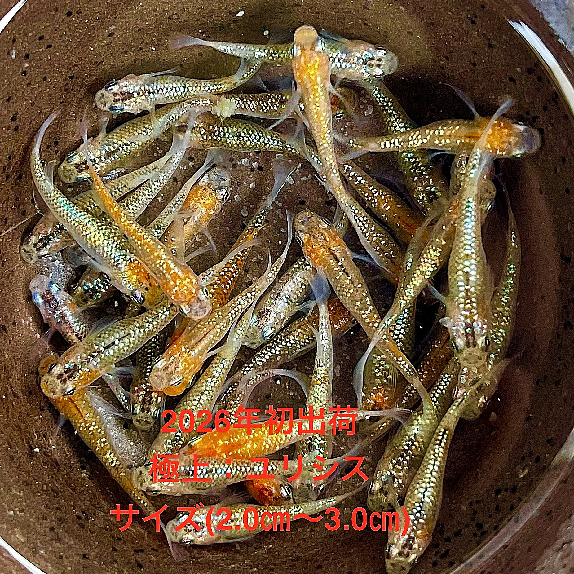 ●※めだか2026年初出荷※●最新世代★極上個体★多色サファイア系★【極上ユリシス：5ペアセット】サイズML(2,0cm〜3,0cm)・在庫がなくなり次第終了致します。●※スマホでご覧の方は画像左下の動画をタッチしてください画像の動画が見ら...